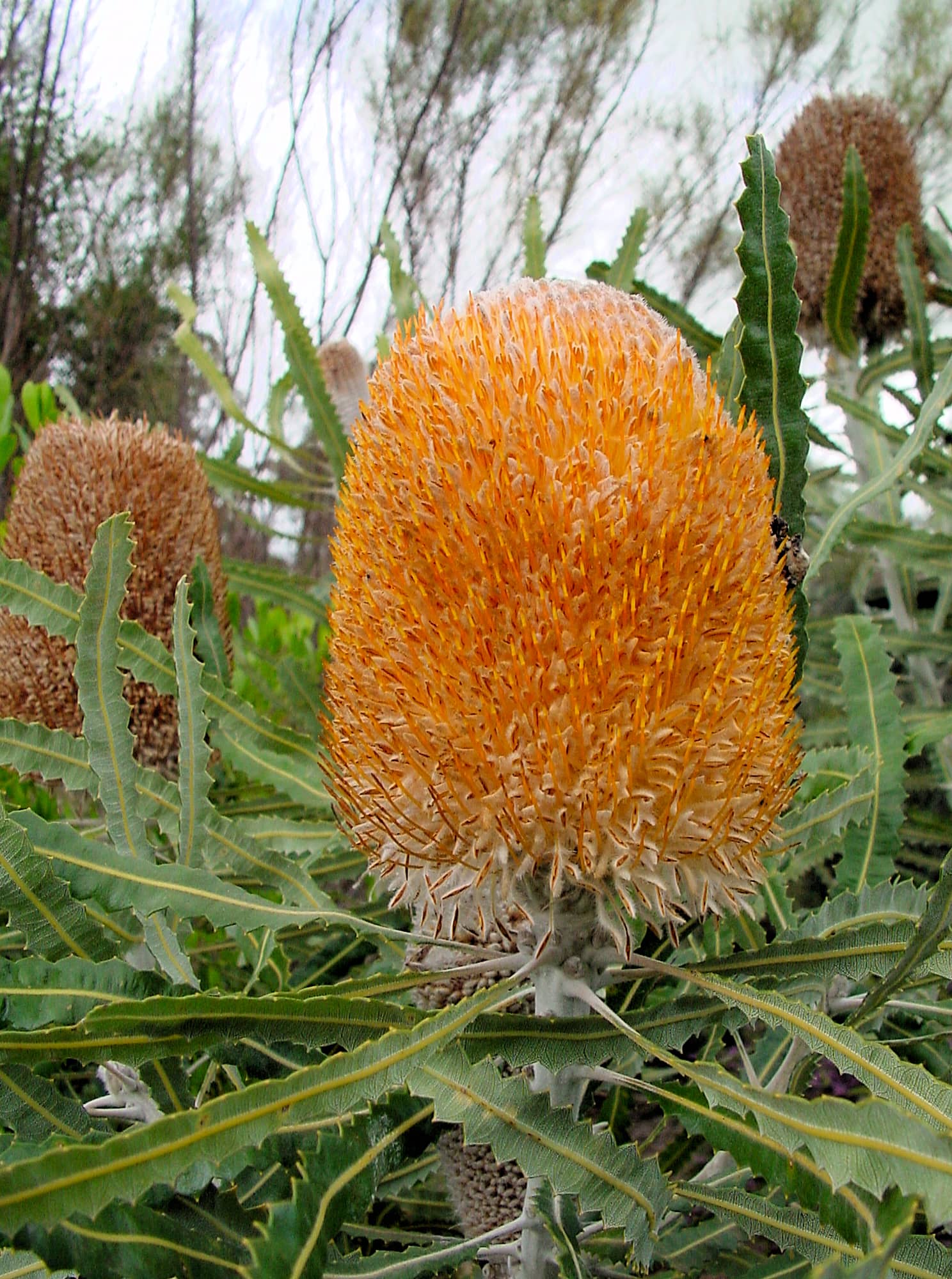 Banksia prionotes (Acorn Banksia) – Ausemade