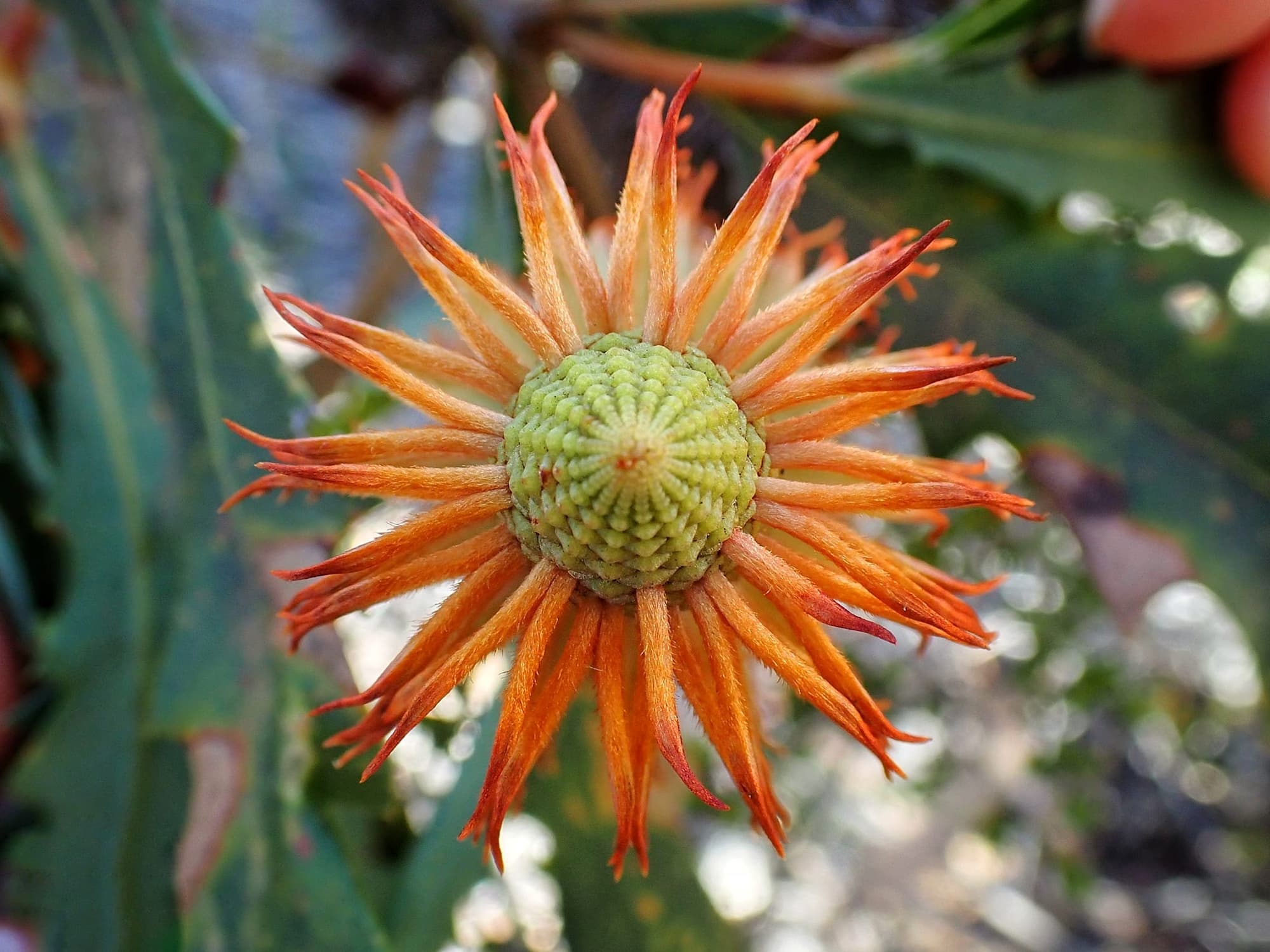 Western Australia Flora – Ausemade