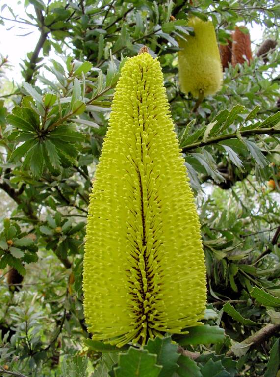 Banksia quercifolia (Oak-leaved Banksia) – Ausemade