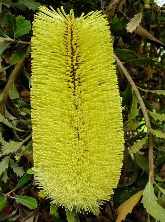 Banksia quercifolia (Oak-leaved Banksia) – Ausemade