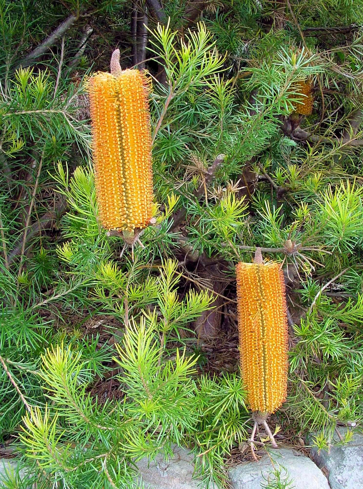 Banksia spinulosa x ericifolia ‘Giant Candles’ – Ausemade