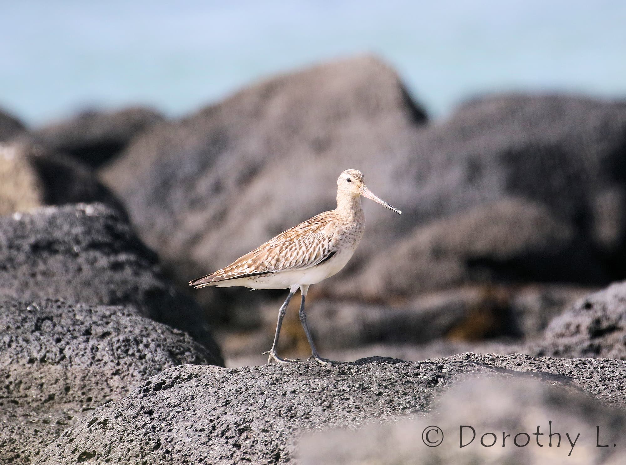 Bar-tailed Godwit – Ausemade
