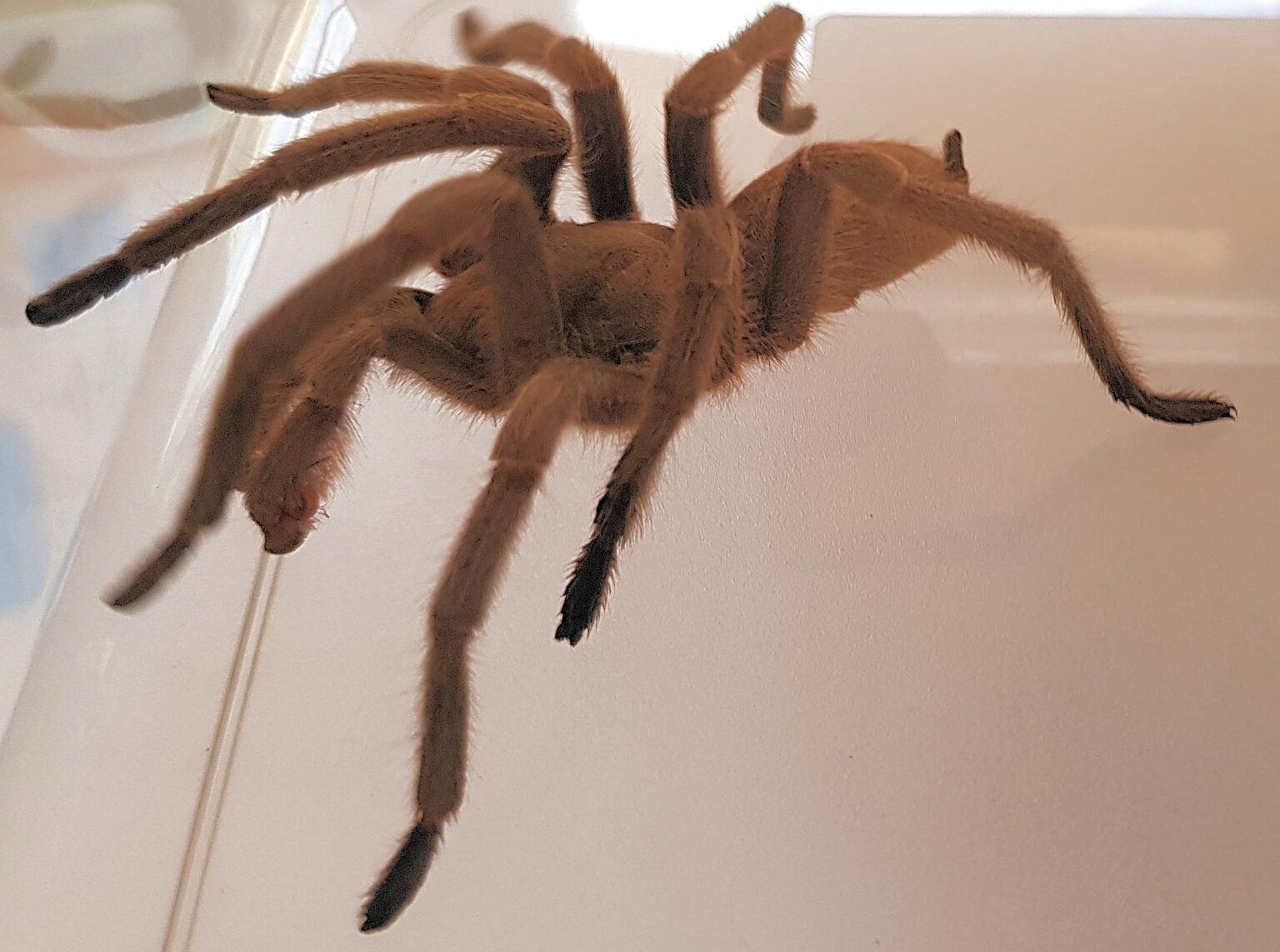 Barking Spider – Ausemade