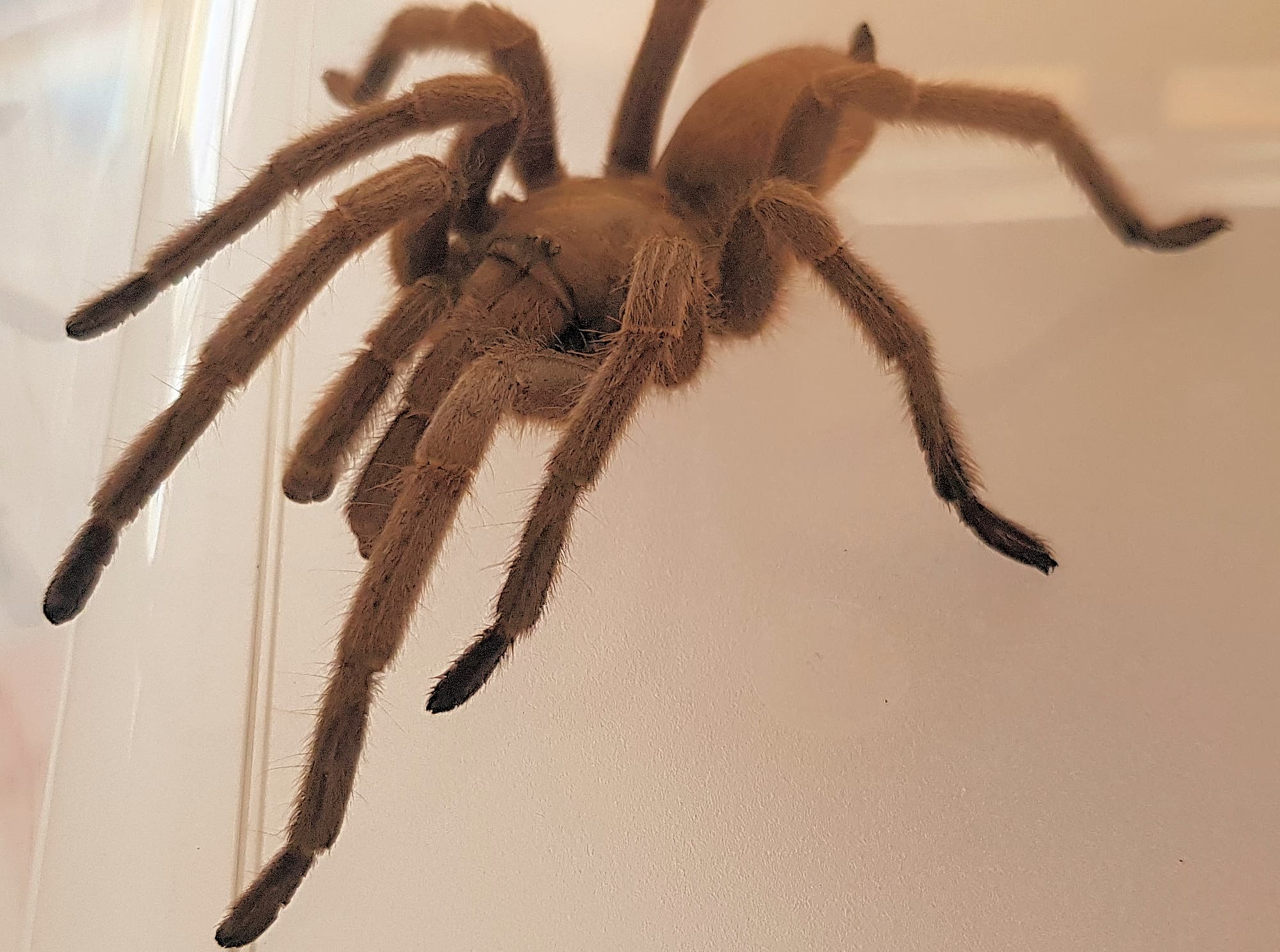 Barking Spider – Ausemade