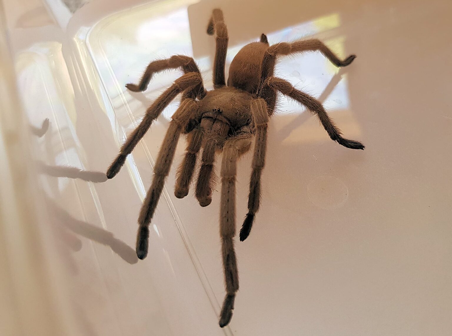 Barking Spider – Ausemade