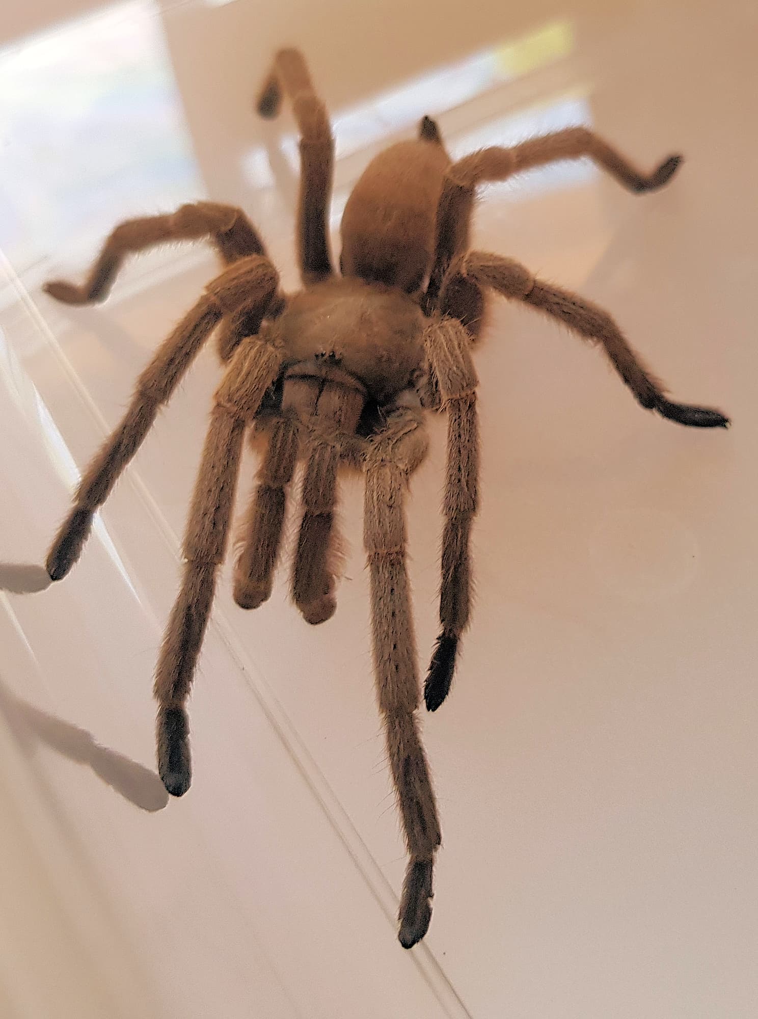 Barking Spider – Ausemade