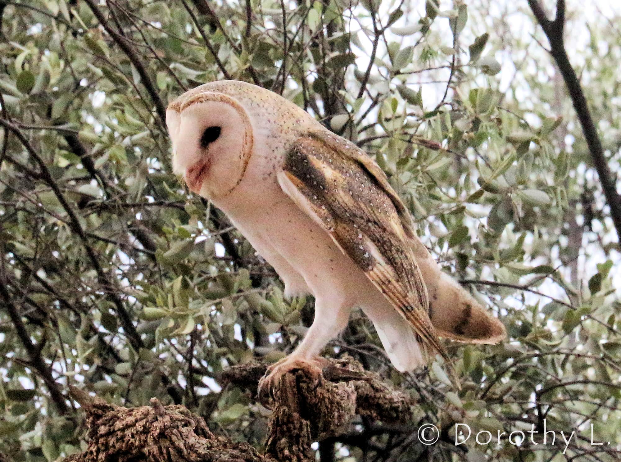 Owls of Australia – Ausemade