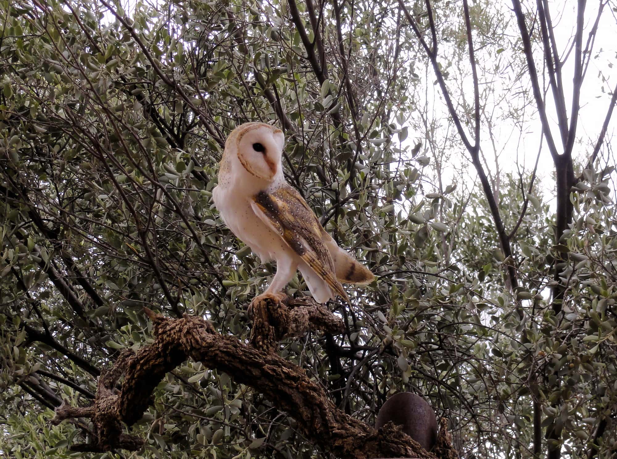 Barn Owl – Ausemade