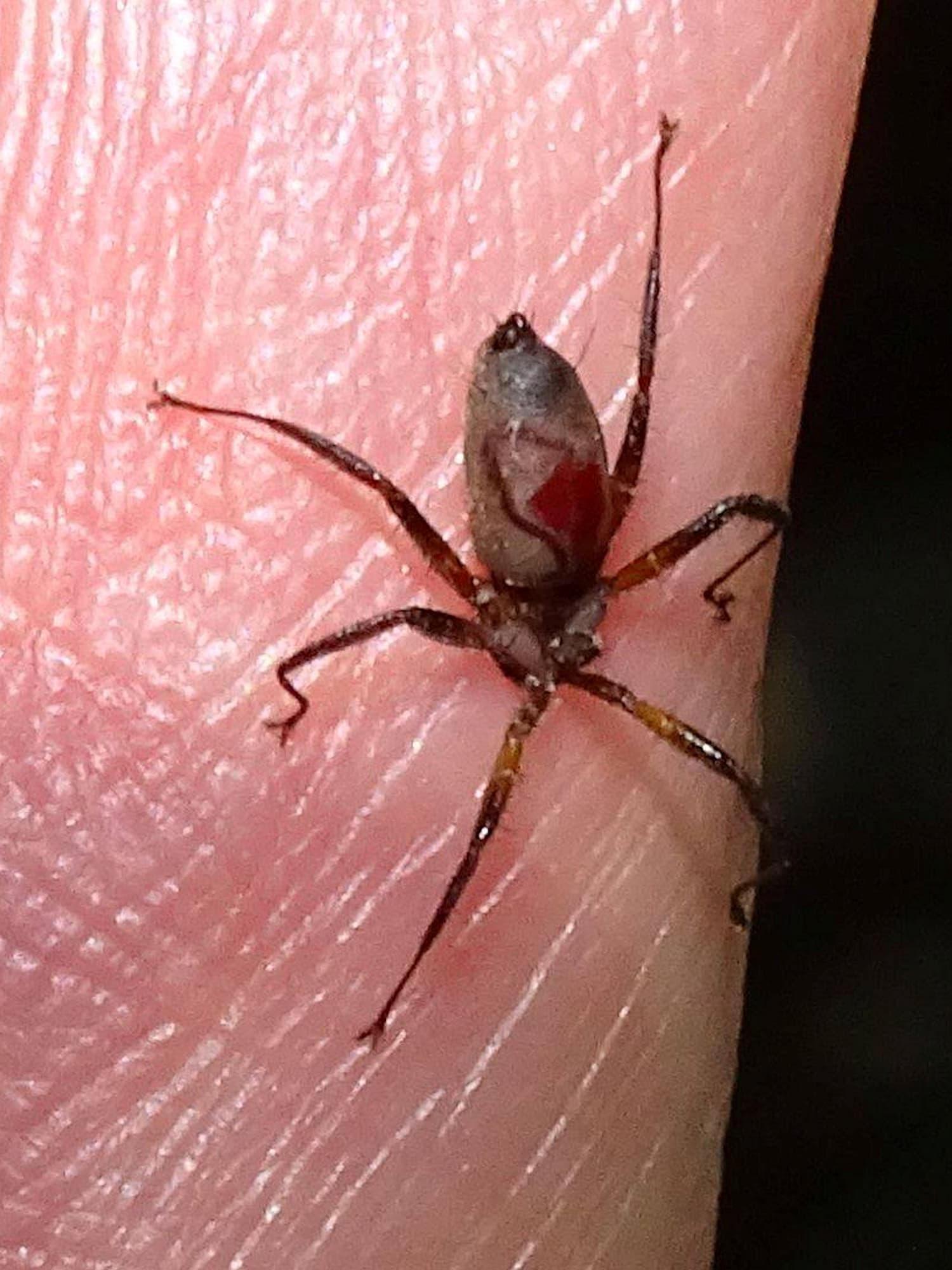 Bat Flies – Ausemade