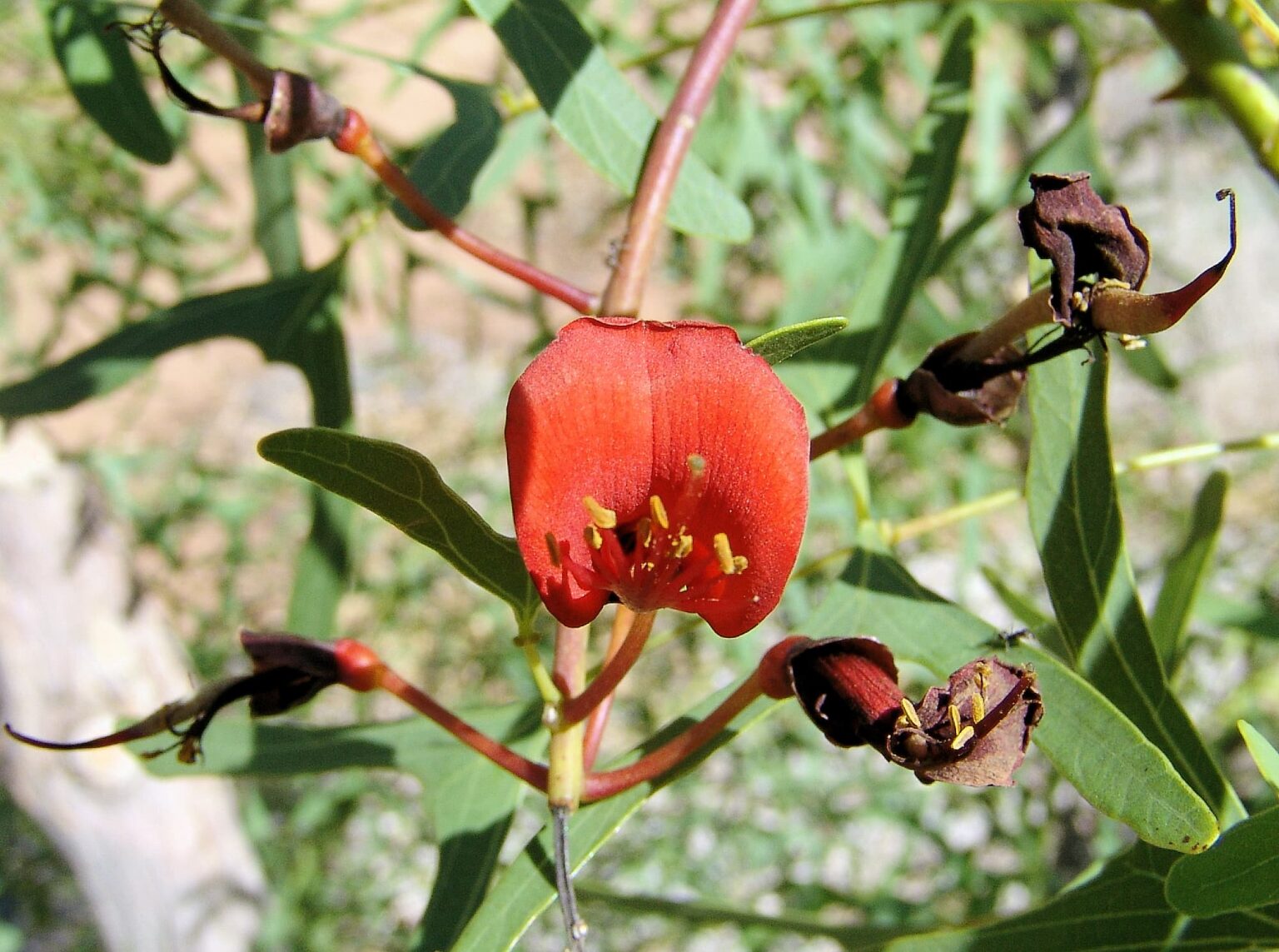 Batswing Coral Tree – Ausemade