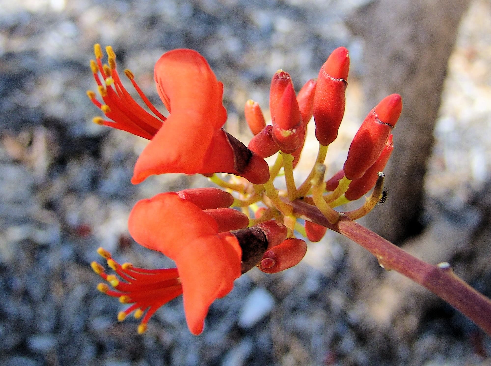 Batswing Coral Tree – Ausemade