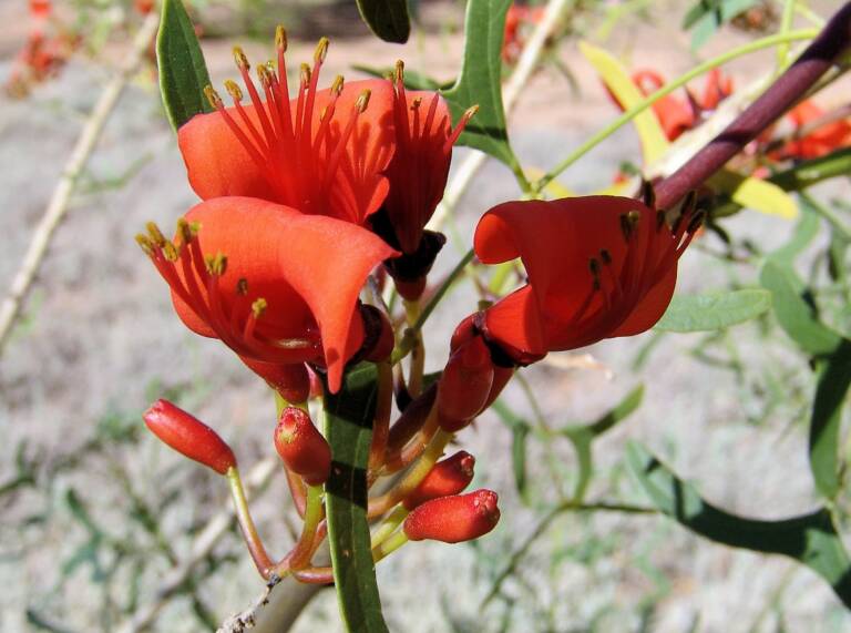 Batswing Coral Tree – Ausemade