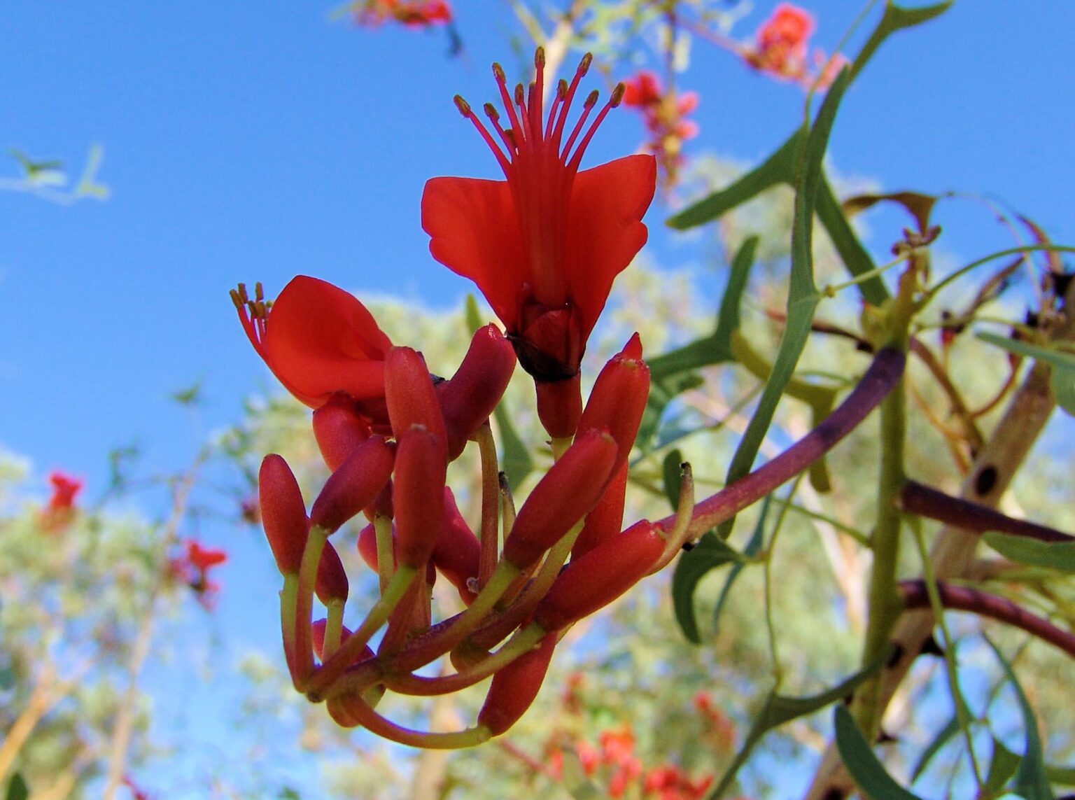 Batswing Coral Tree – Ausemade