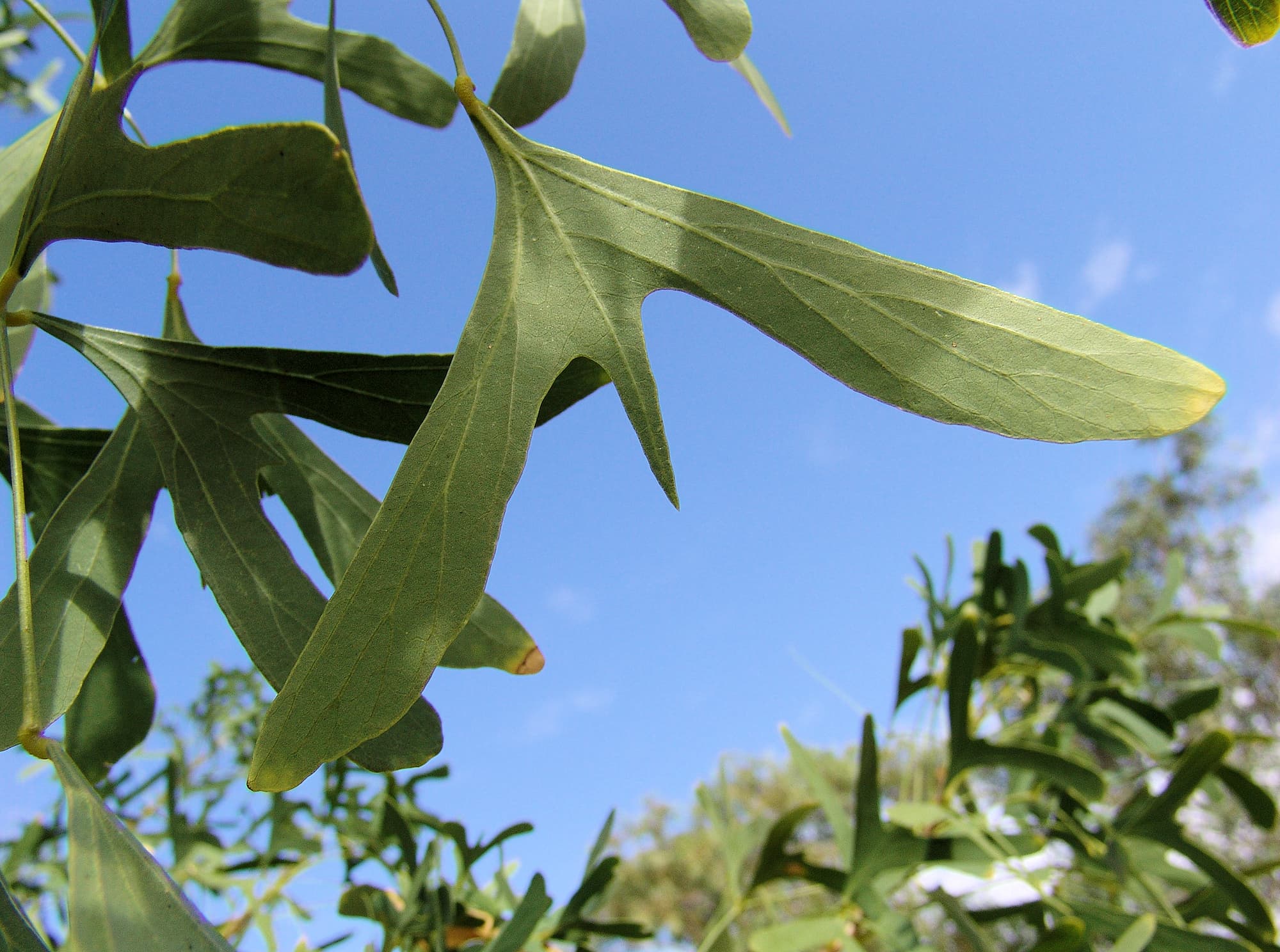 Batswing Coral Tree – Ausemade
