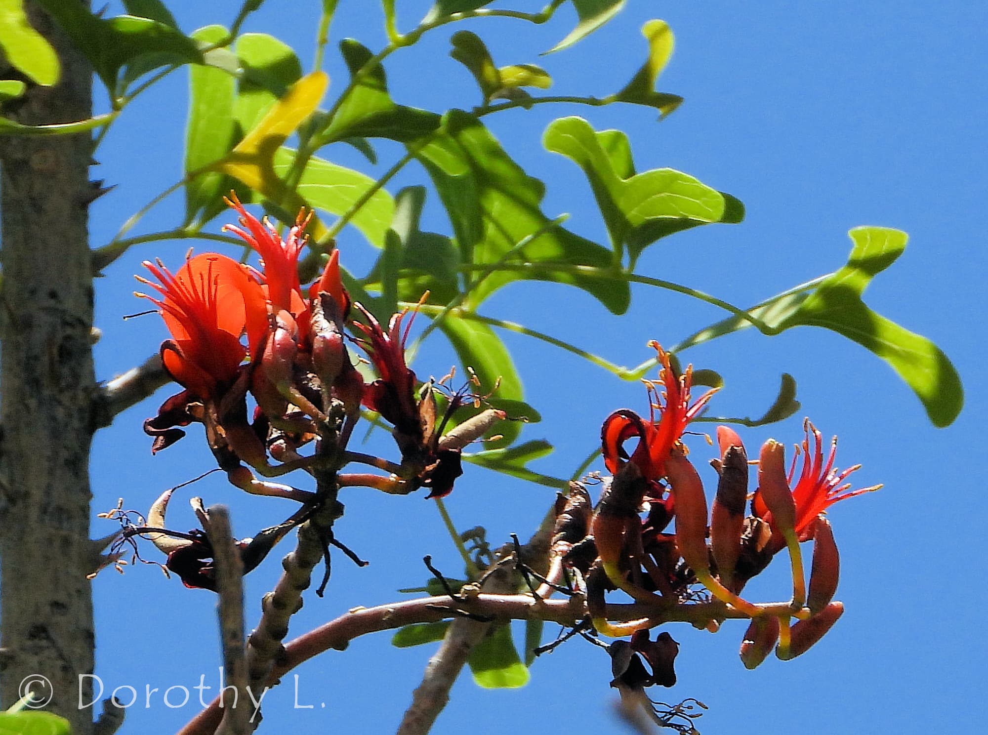 Batswing Coral Tree – Ausemade