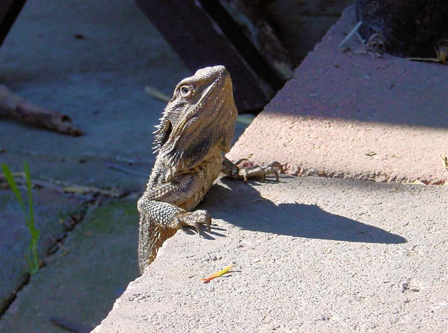 Backyard Wildlife – Ausemade