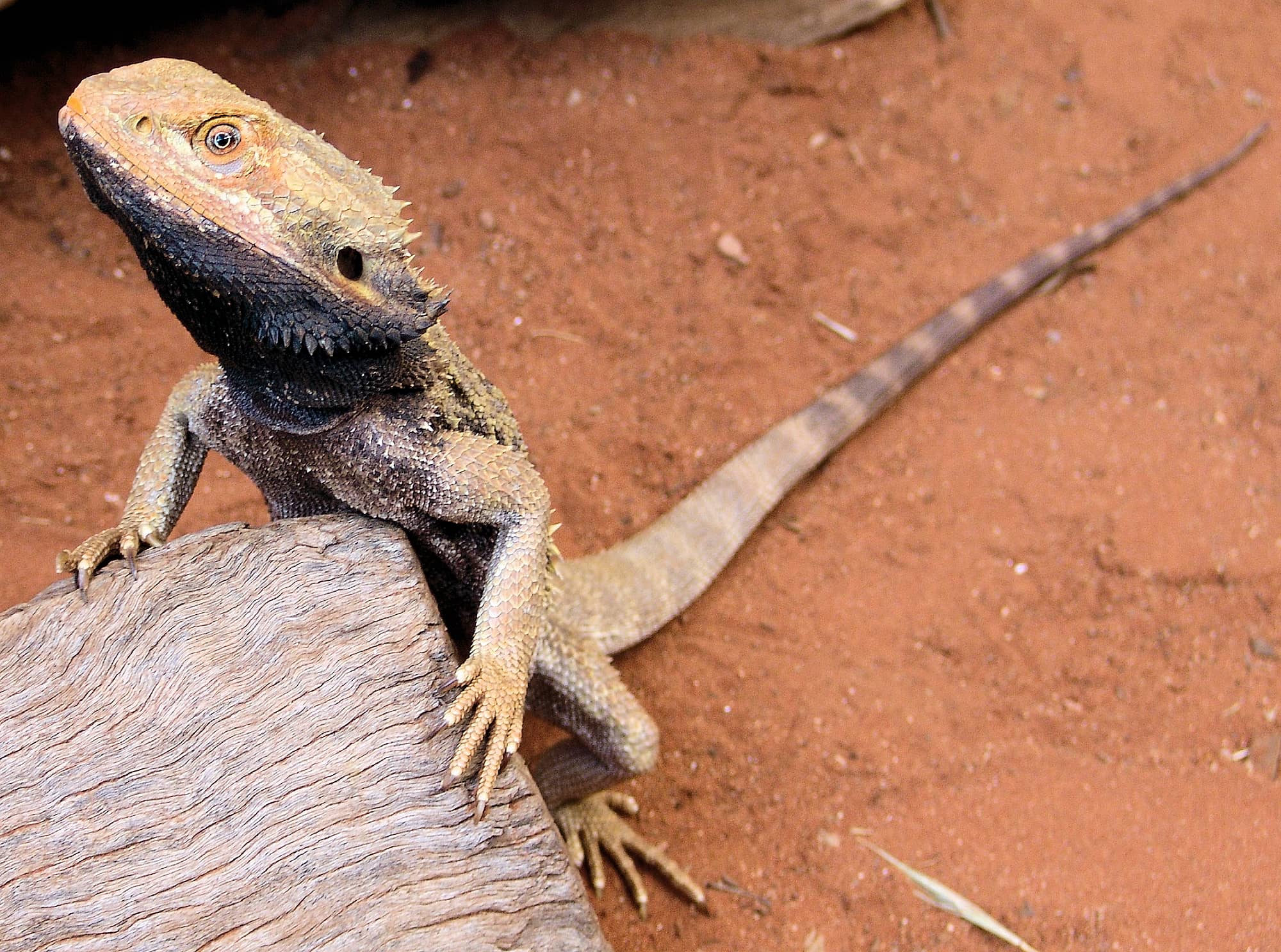 Inland / Central Bearded Dragon – Ausemade