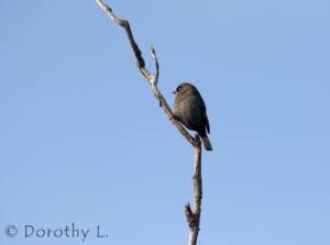 Beautiful Firetail – Ausemade
