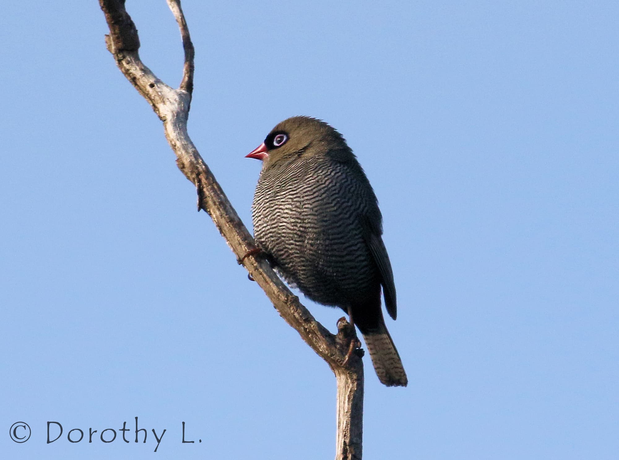 Beautiful Firetail – Ausemade