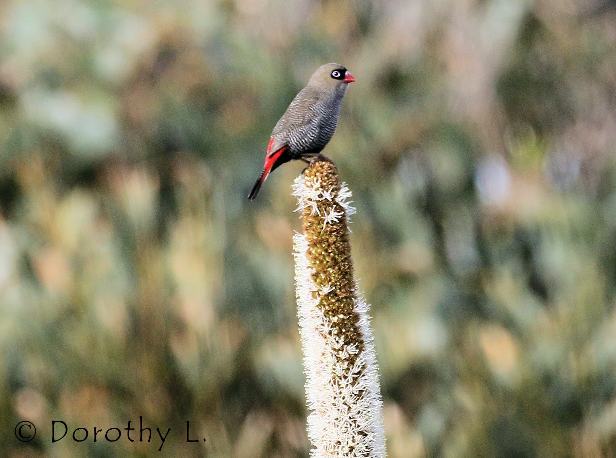 Beautiful Firetail – Ausemade