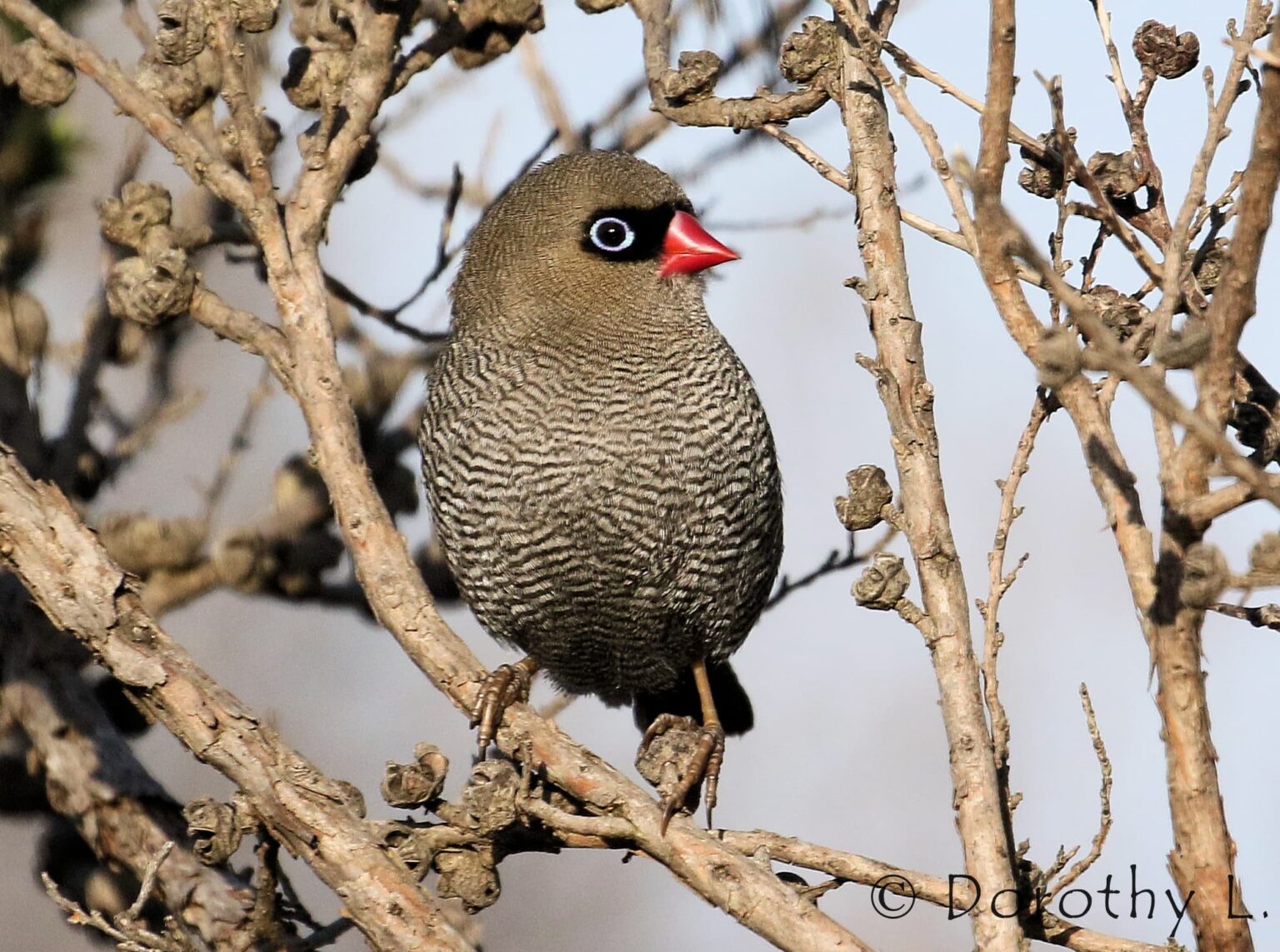 Beautiful Firetail – Ausemade