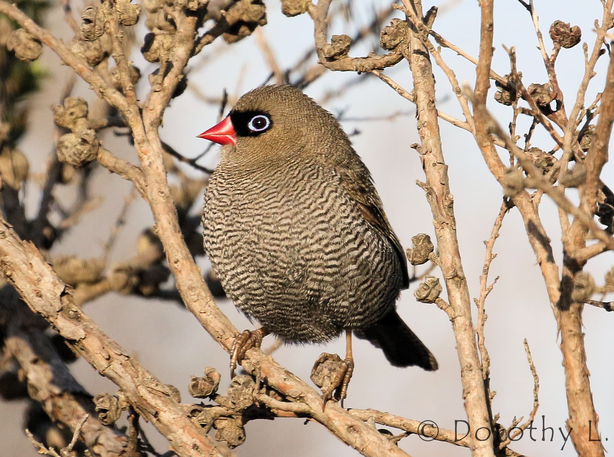 Beautiful Firetail – Ausemade