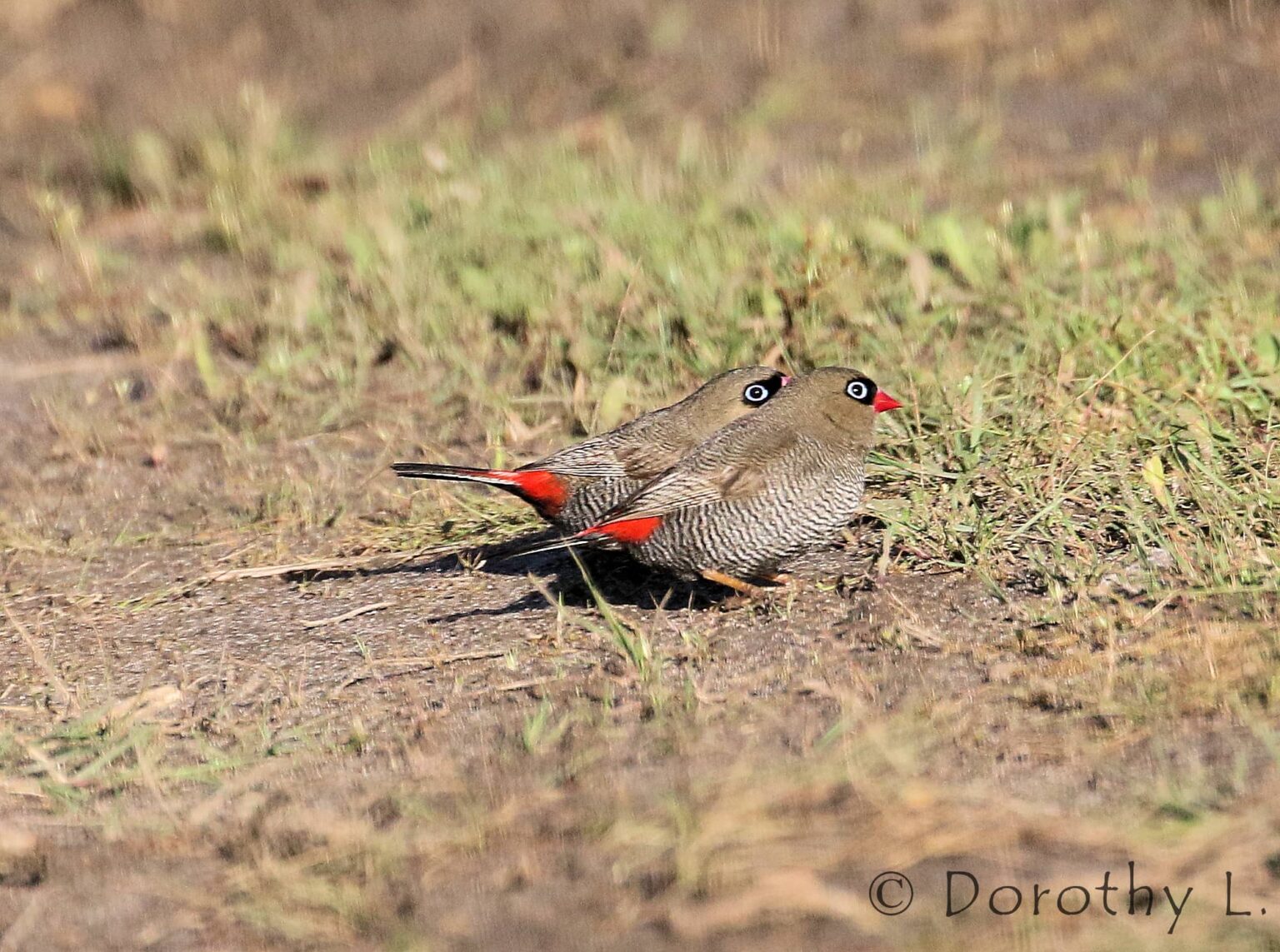 Beautiful Firetail – Ausemade