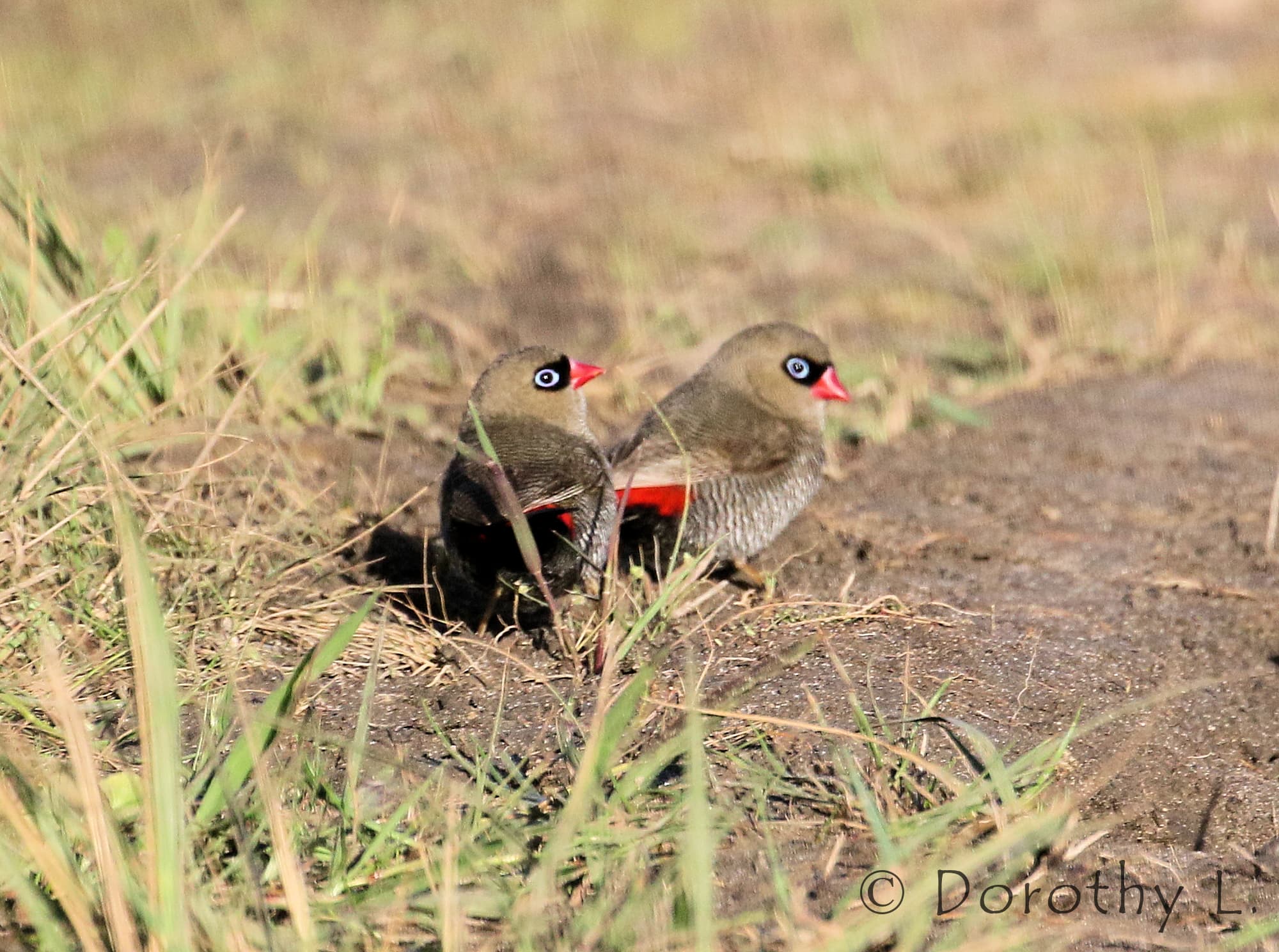 Beautiful Firetail – Ausemade