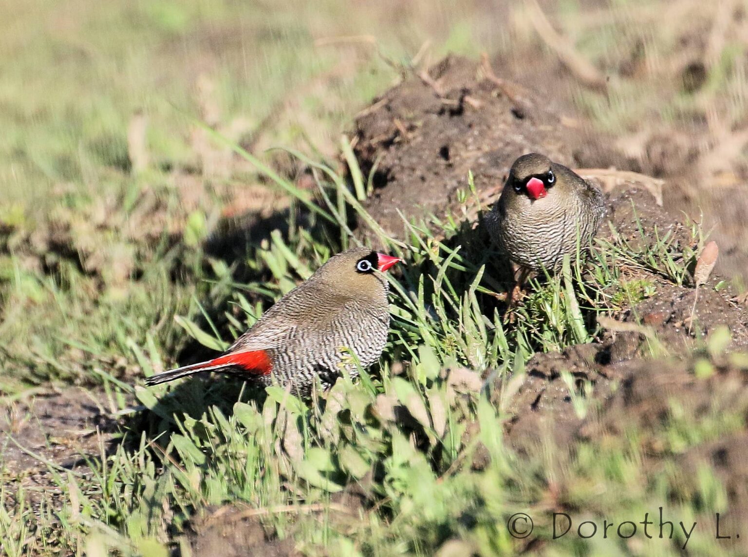 Beautiful Firetail – Ausemade
