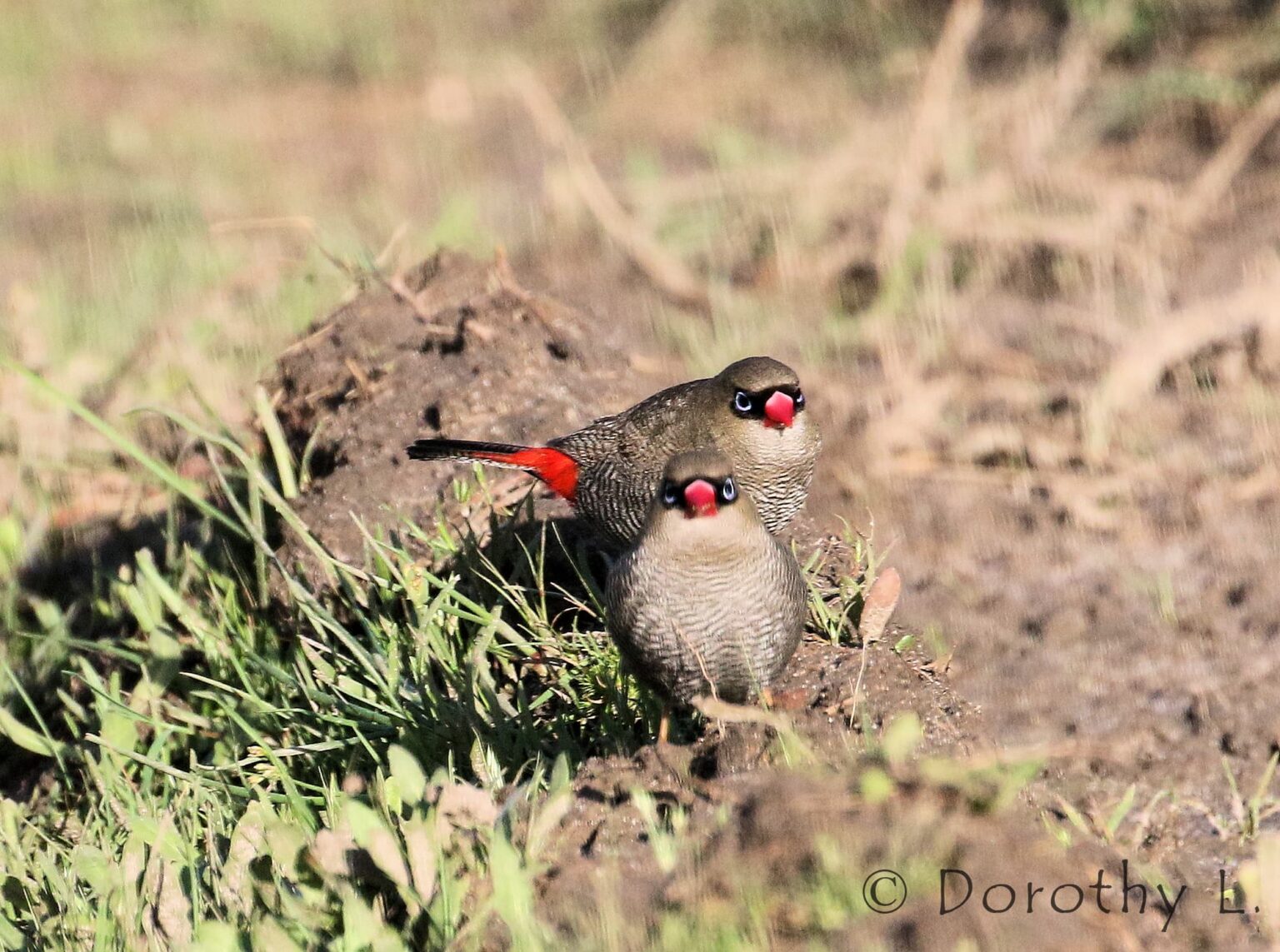 Beautiful Firetail – Ausemade