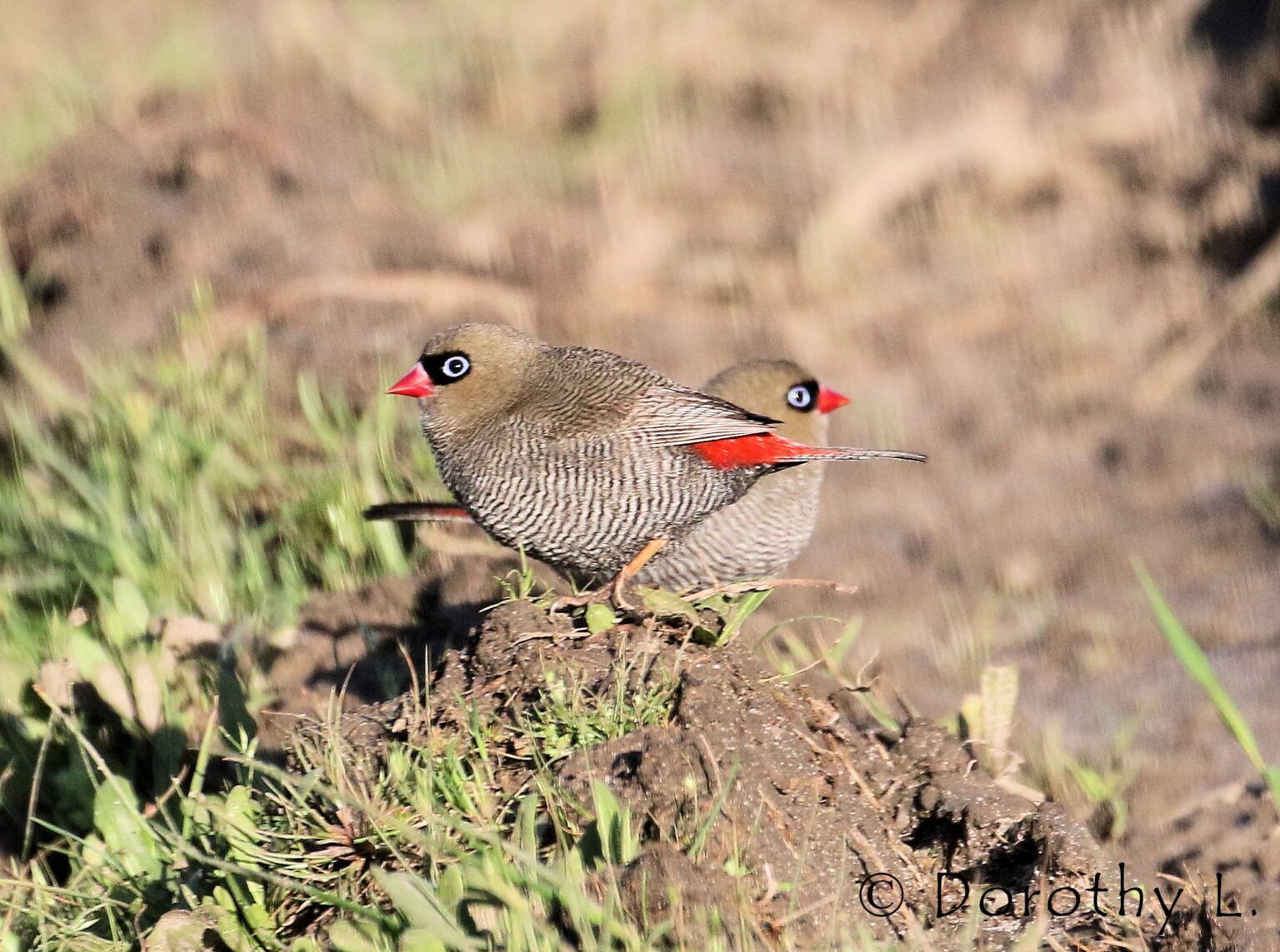 Beautiful Firetail – Ausemade