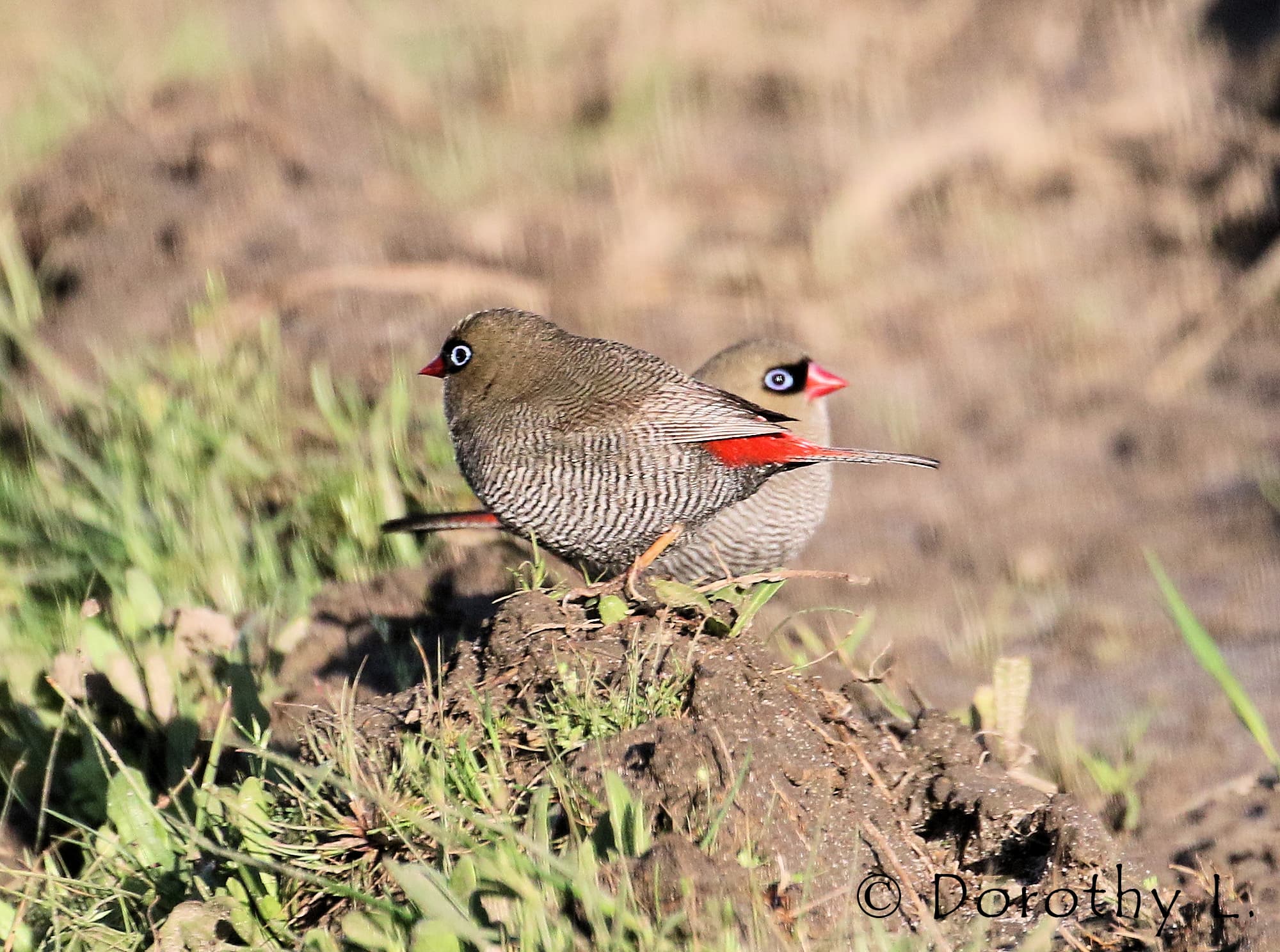 Beautiful Firetail – Ausemade