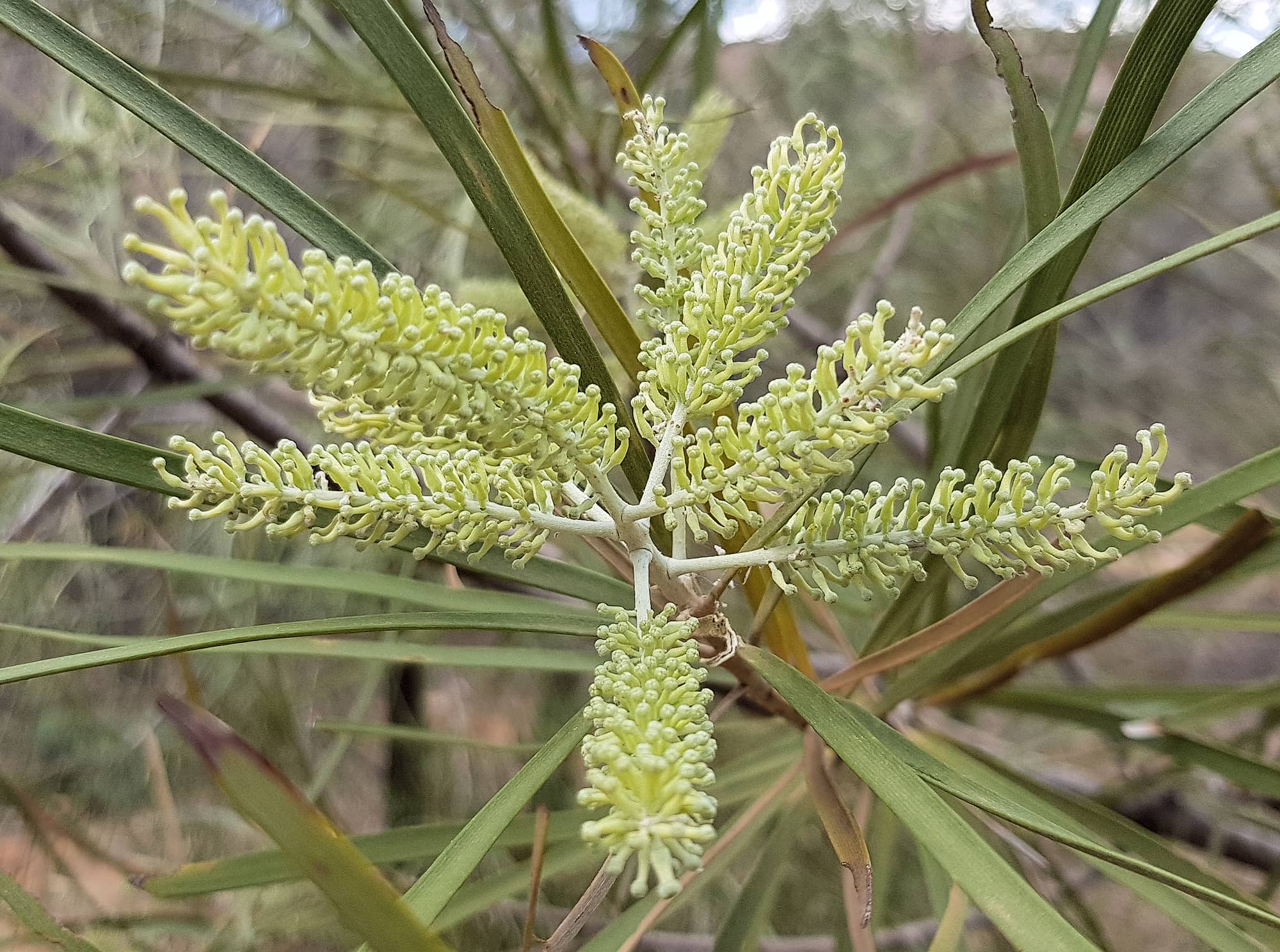 Grevillea striata (Beefwood) – Ausemade