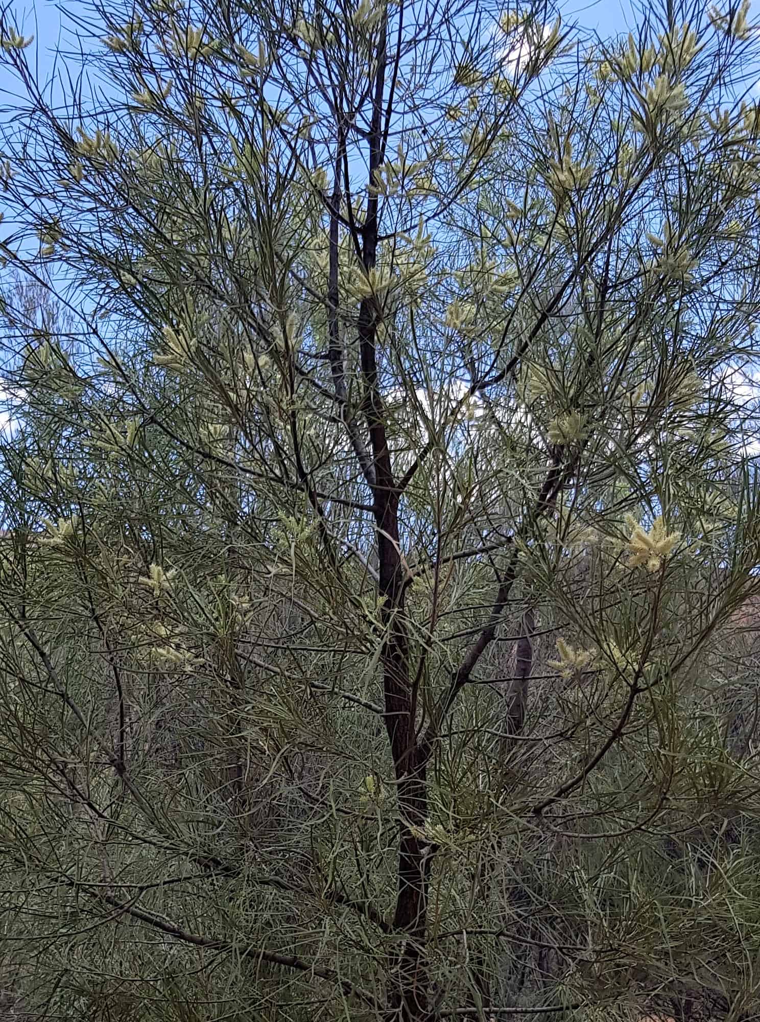 Grevillea striata (Beefwood) – Ausemade