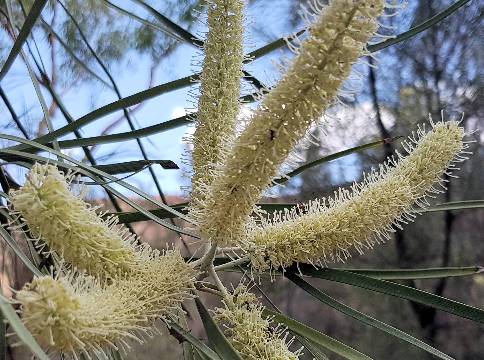 Grevillea striata (Beefwood) – Ausemade
