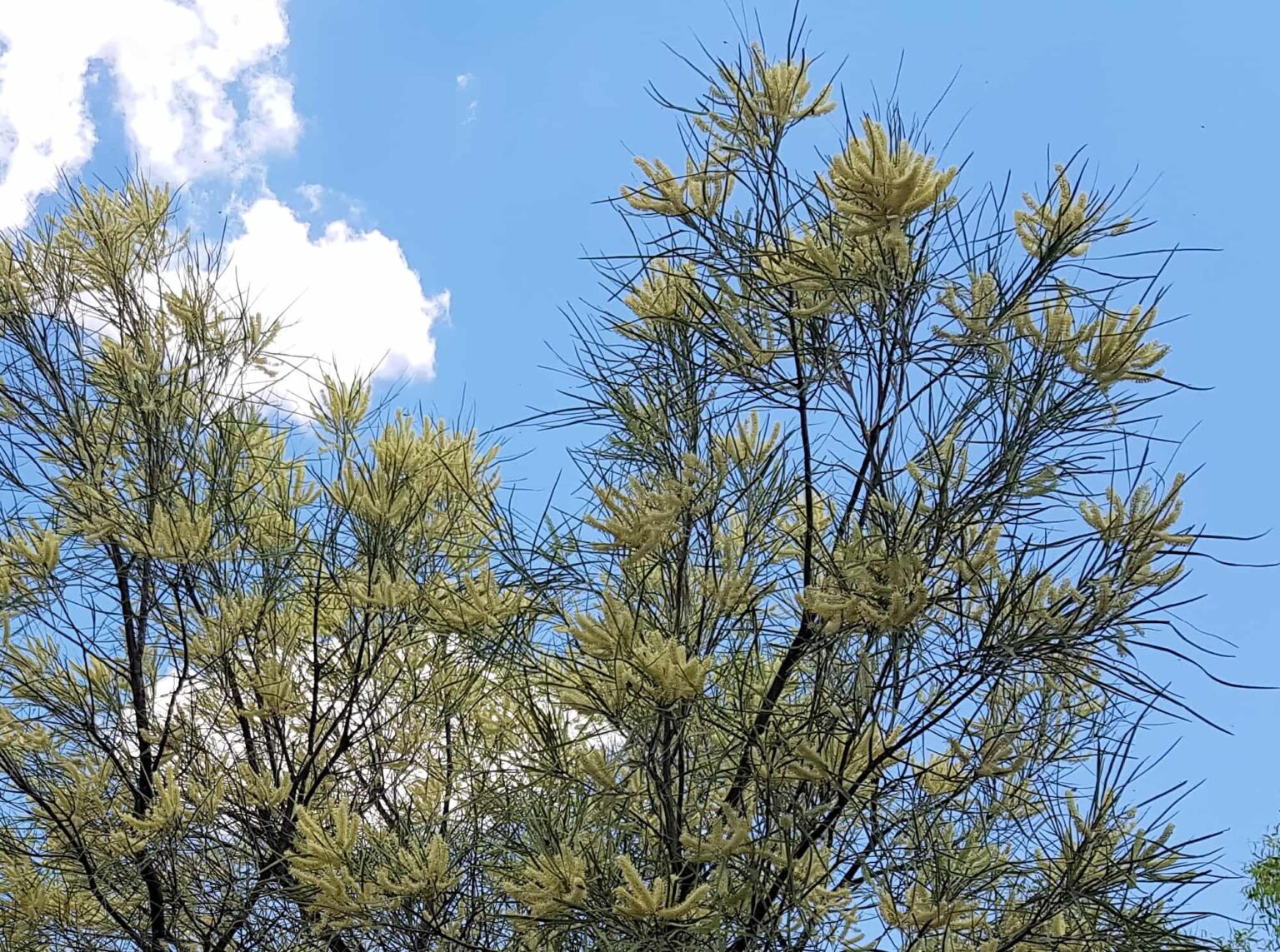 Grevillea striata (Beefwood) – Ausemade