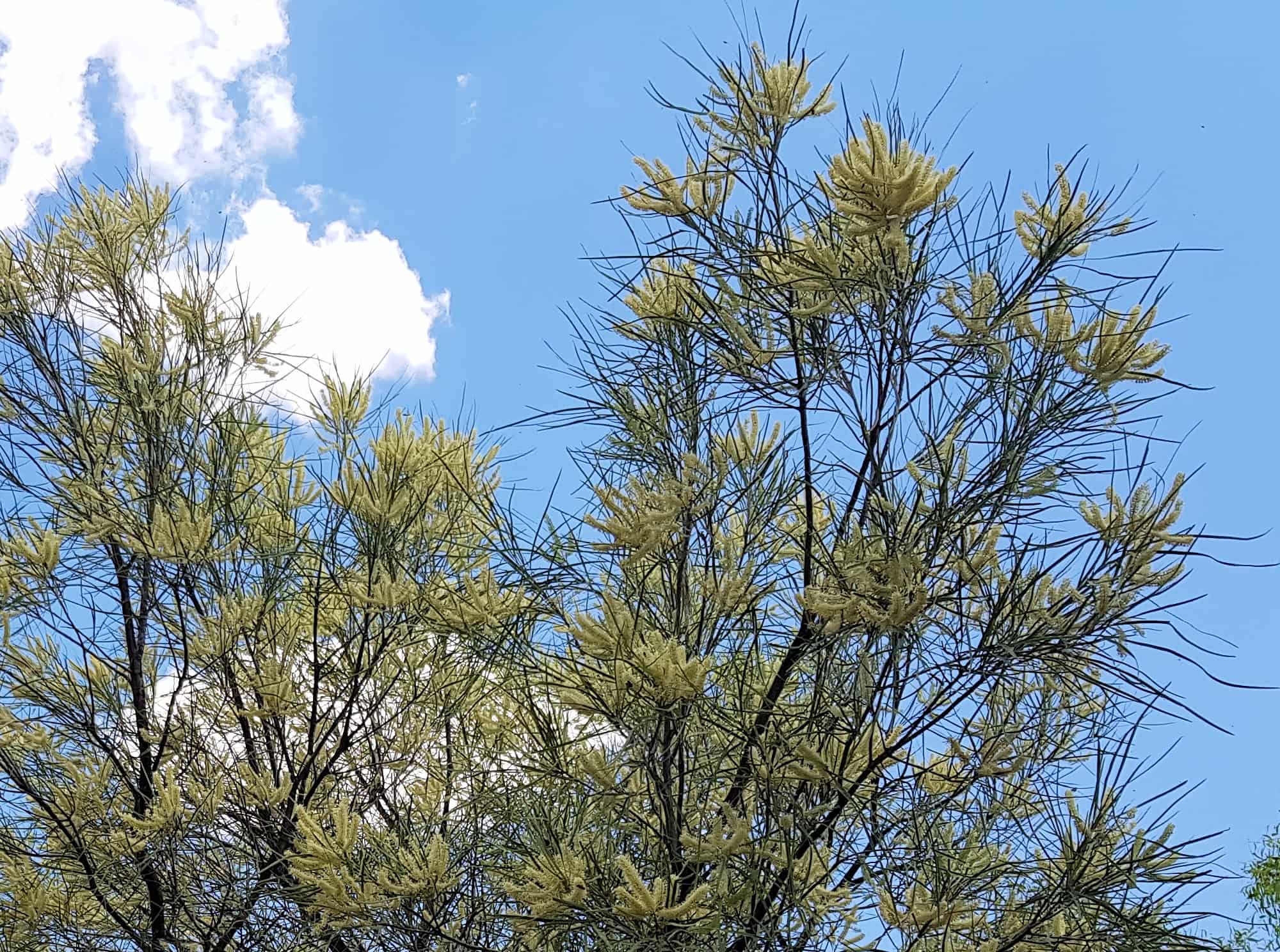 Grevillea striata (Beefwood) – Ausemade