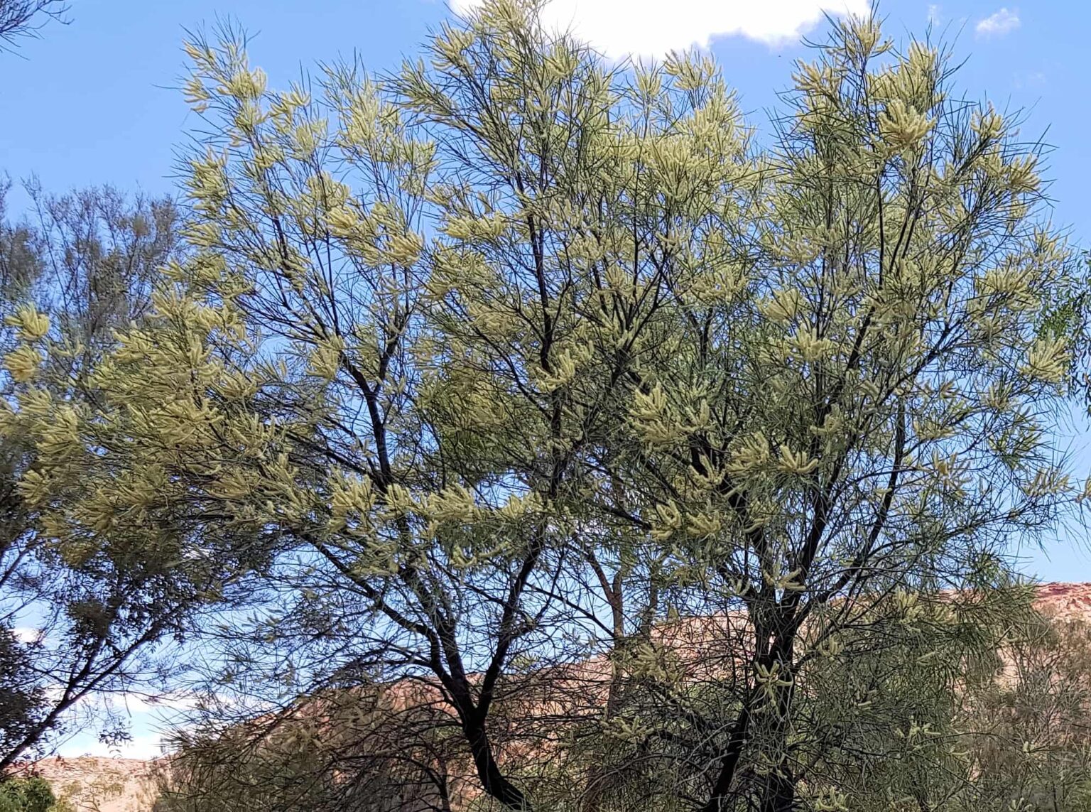 Grevillea striata (Beefwood) – Ausemade