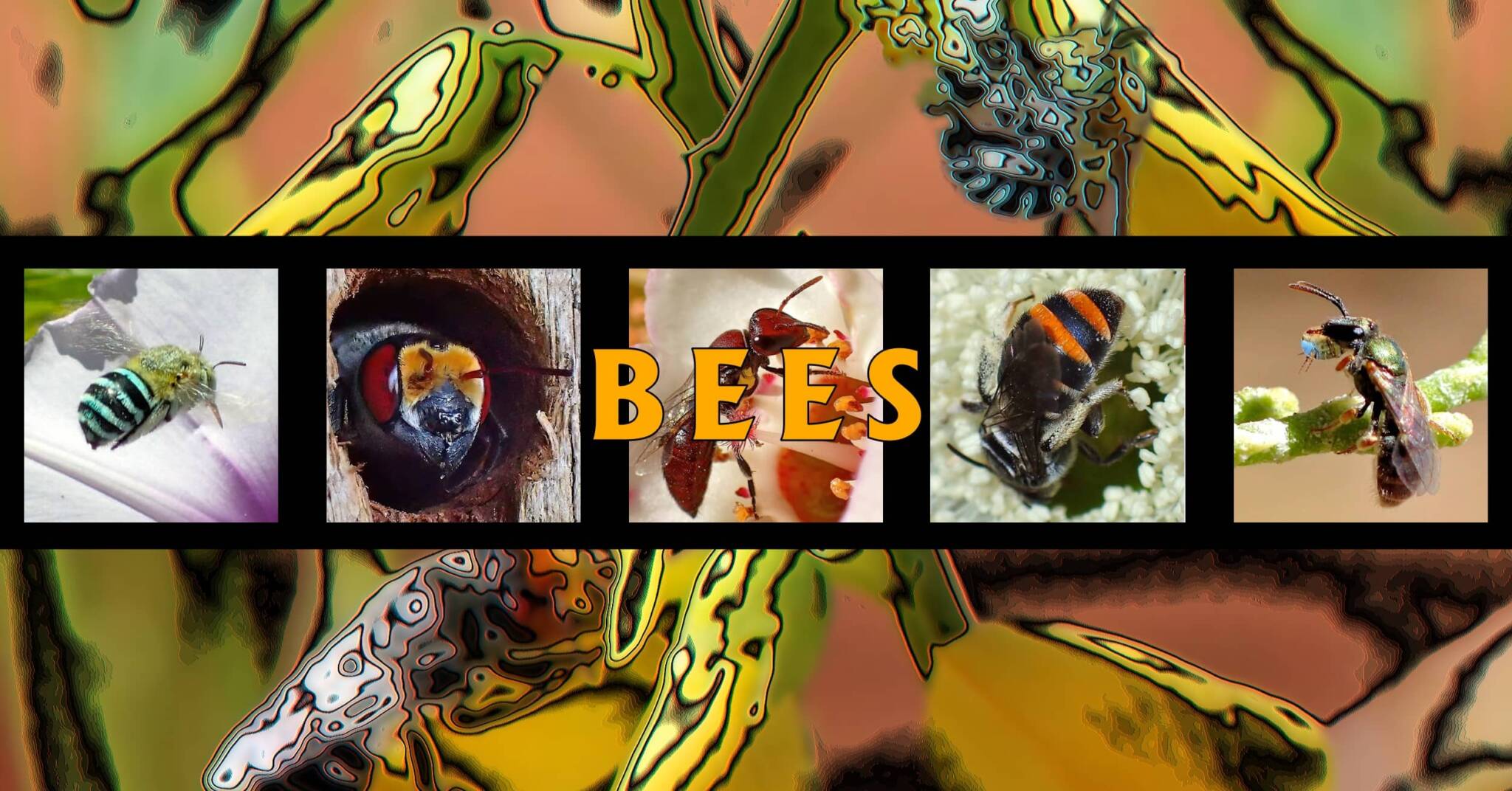 Bees – image index – Ausemade