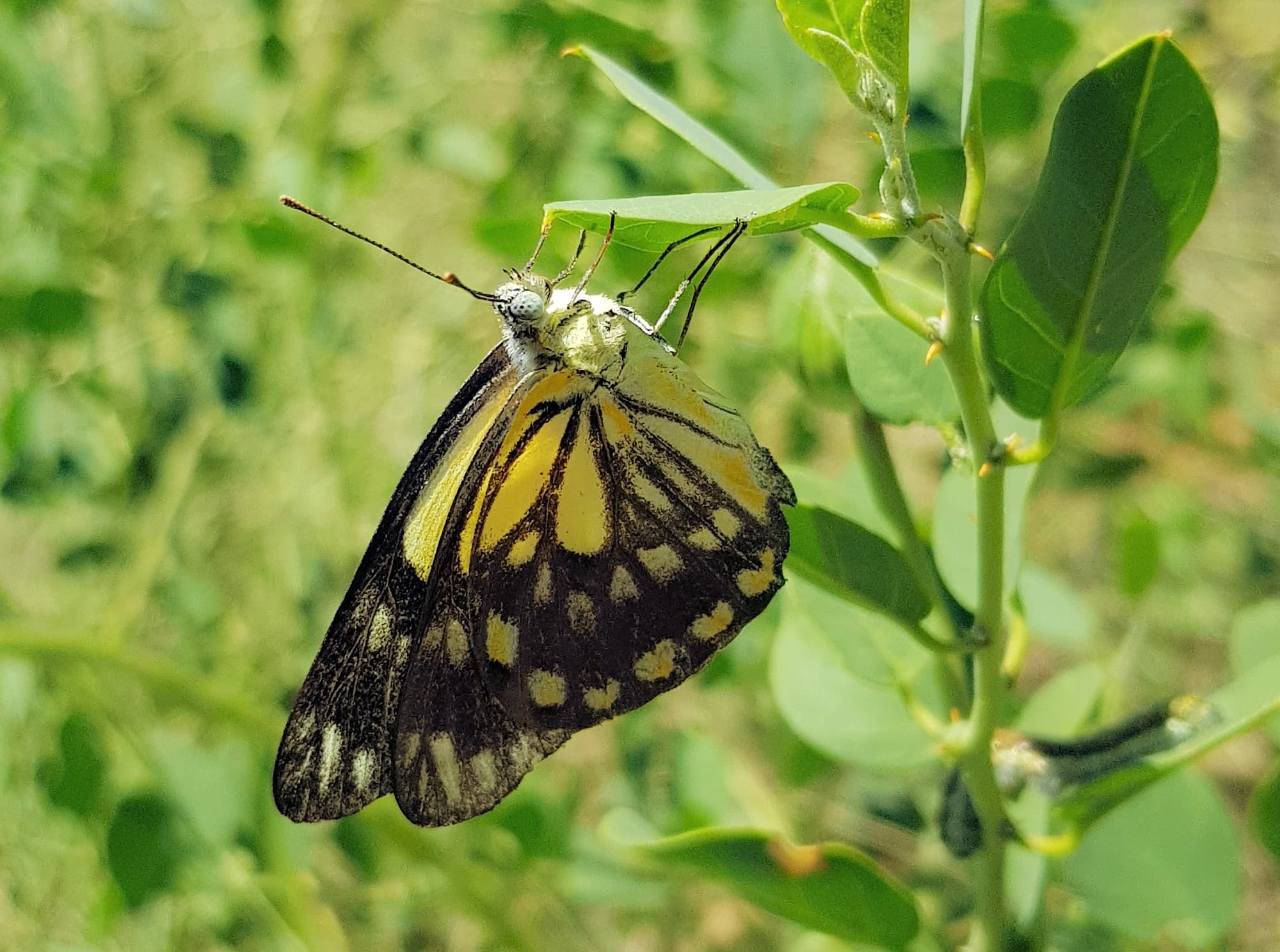 Caper White Butterfly & Caper Bush – Ausemade
