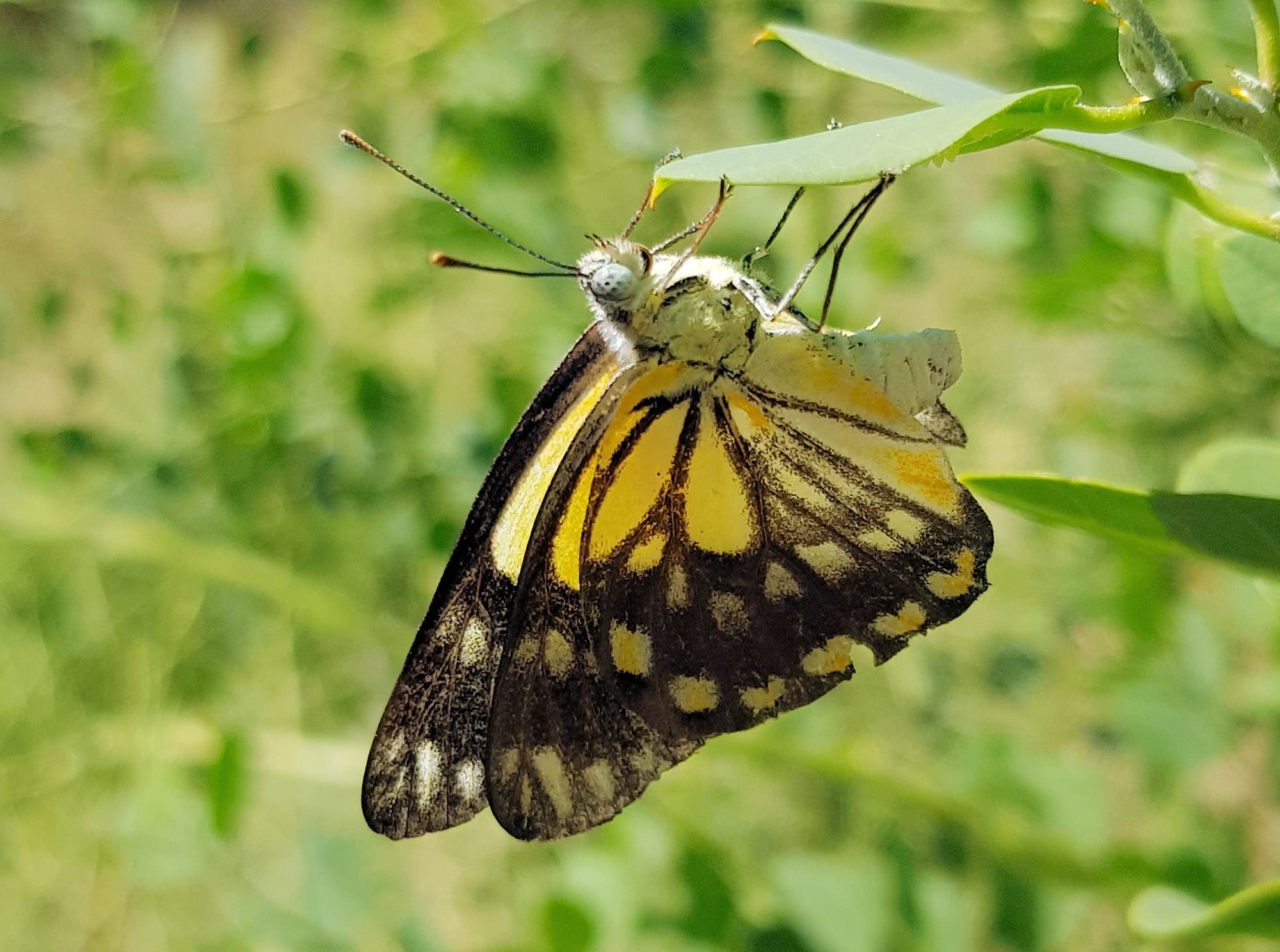 Caper White Butterfly & Caper Bush – Ausemade