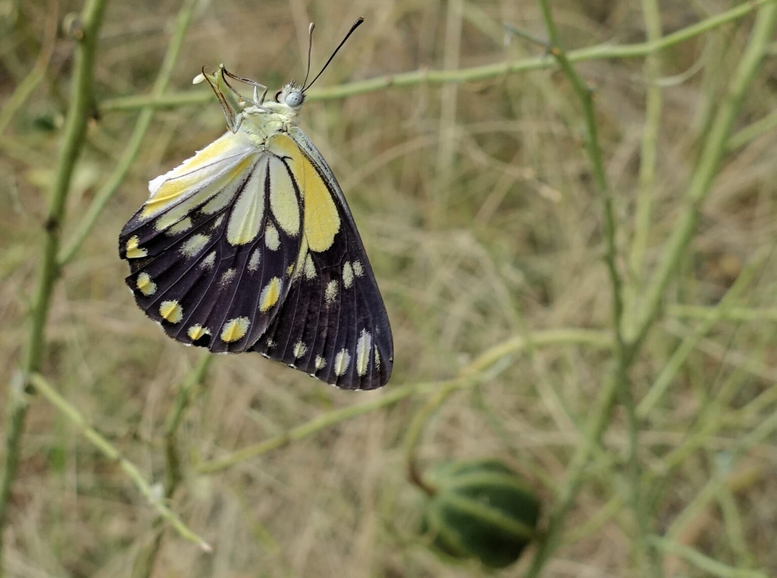 Caper White Butterfly & Caper Bush – Ausemade