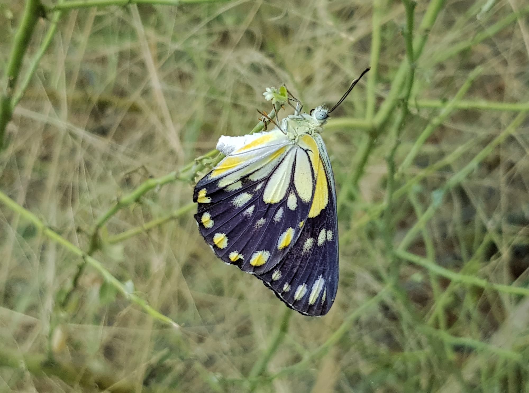 Caper White Butterfly & Caper Bush – Ausemade