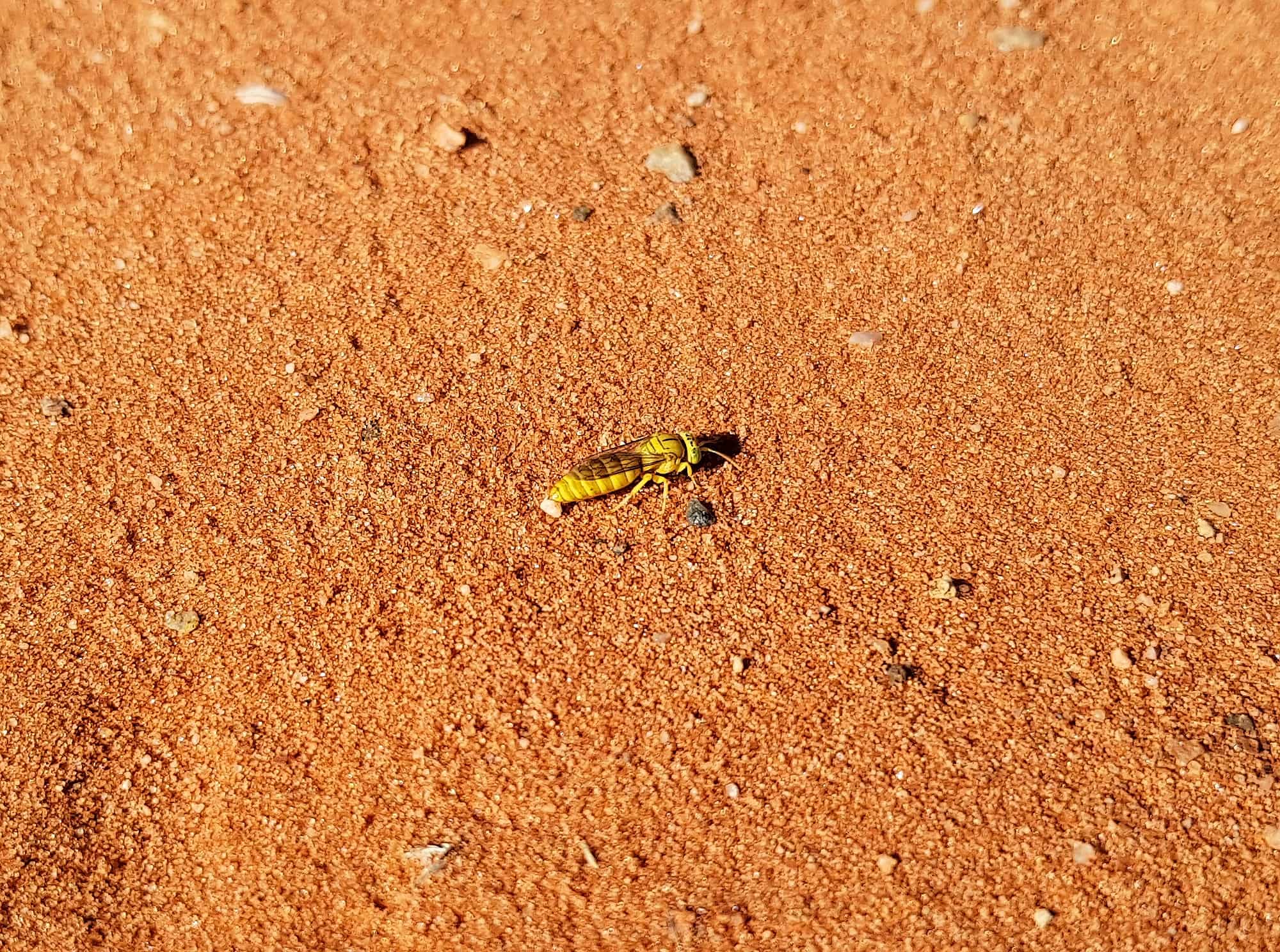 Bembicinae – Ausemade