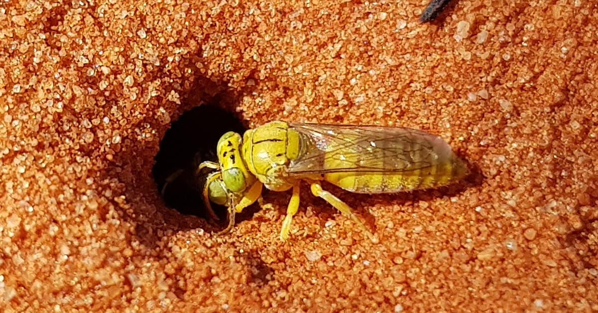 Bembicinae – Ausemade