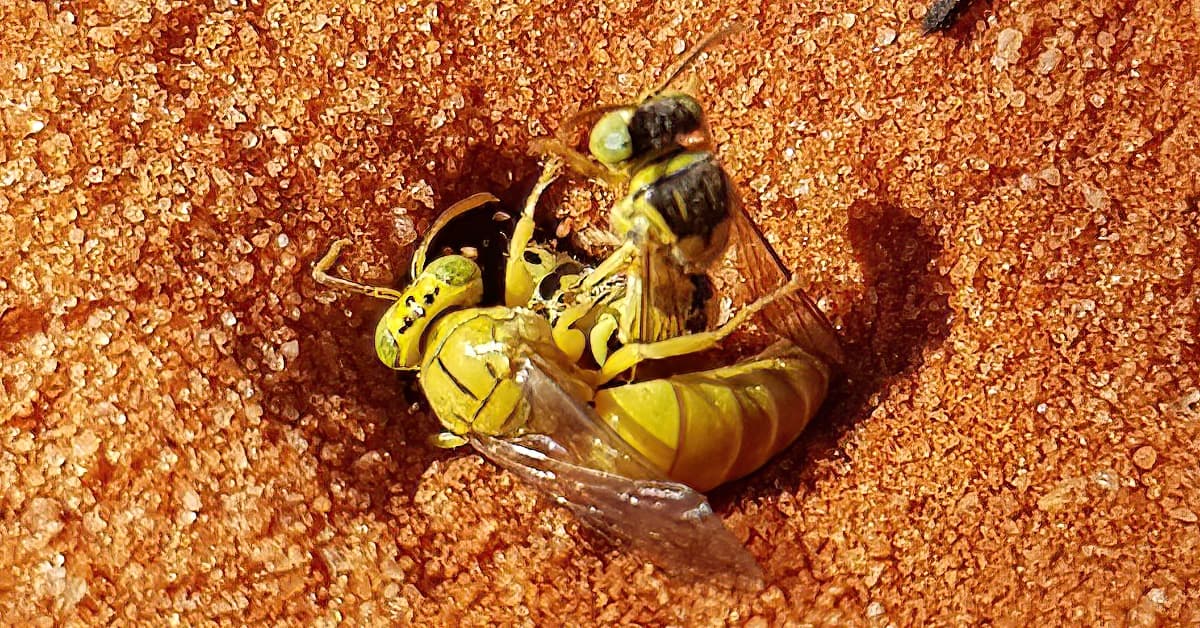 Bembicinae – Ausemade