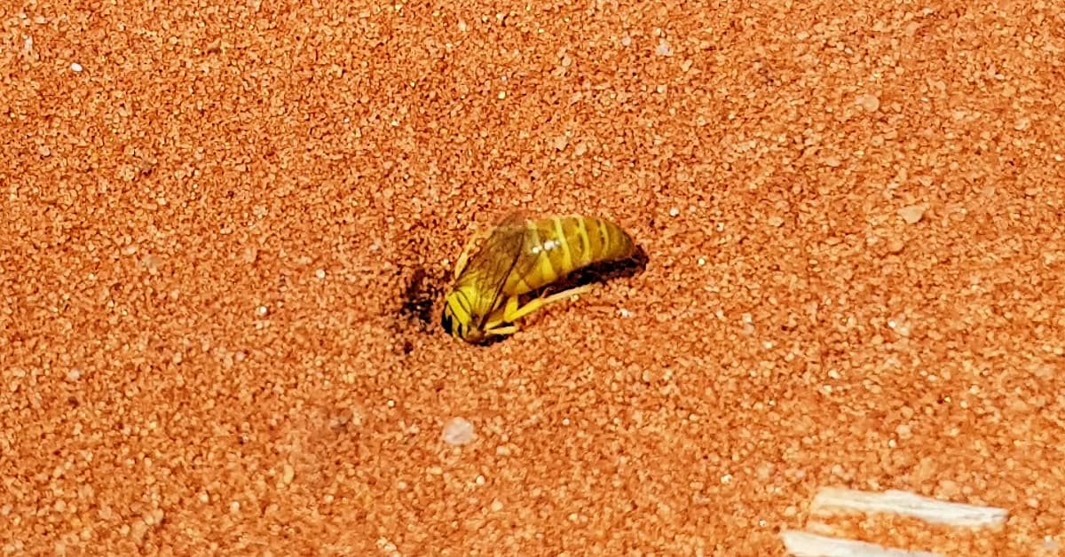 Bembicinae – Ausemade