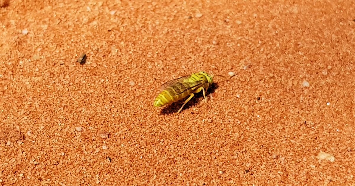 Bembicinae – Ausemade