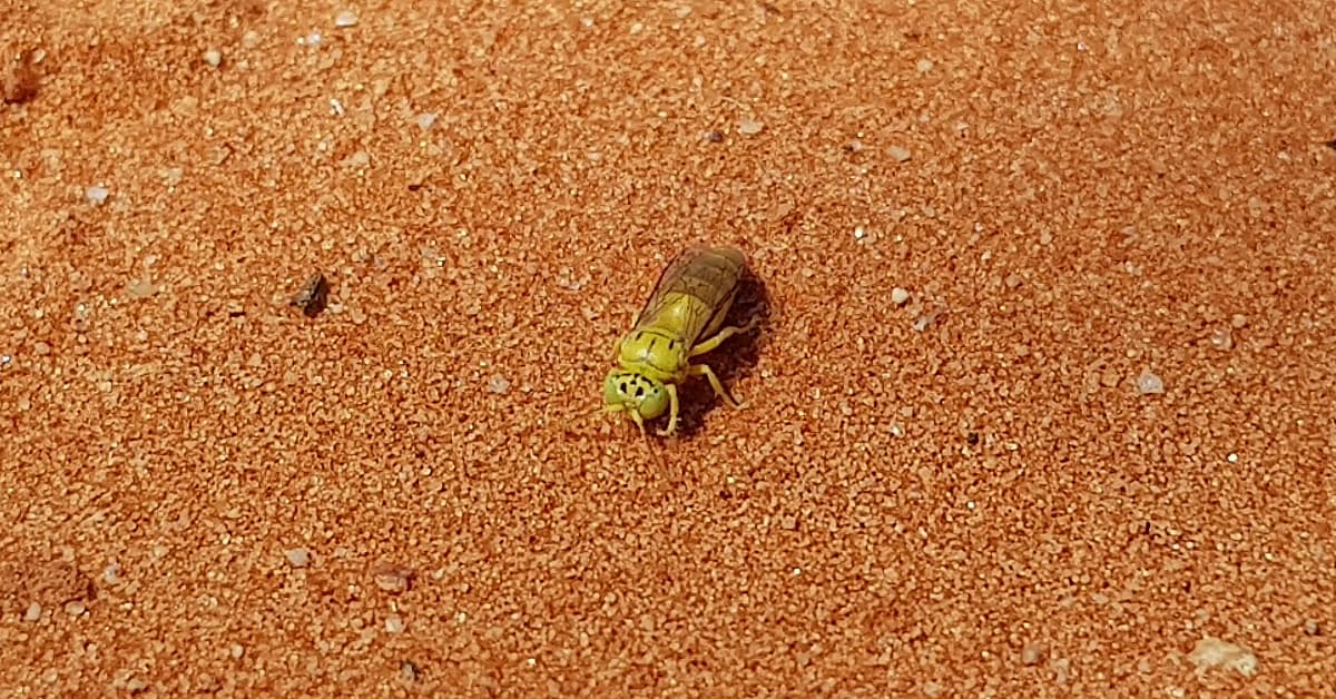 Bembicinae – Ausemade