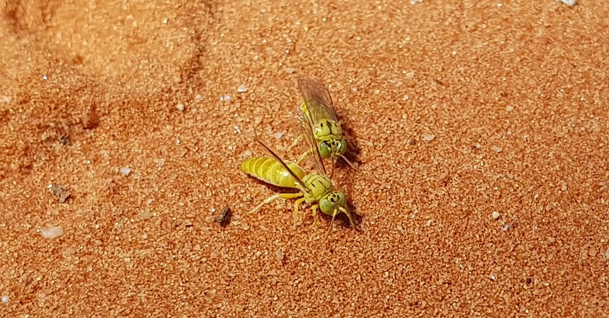 Bembicinae – Ausemade